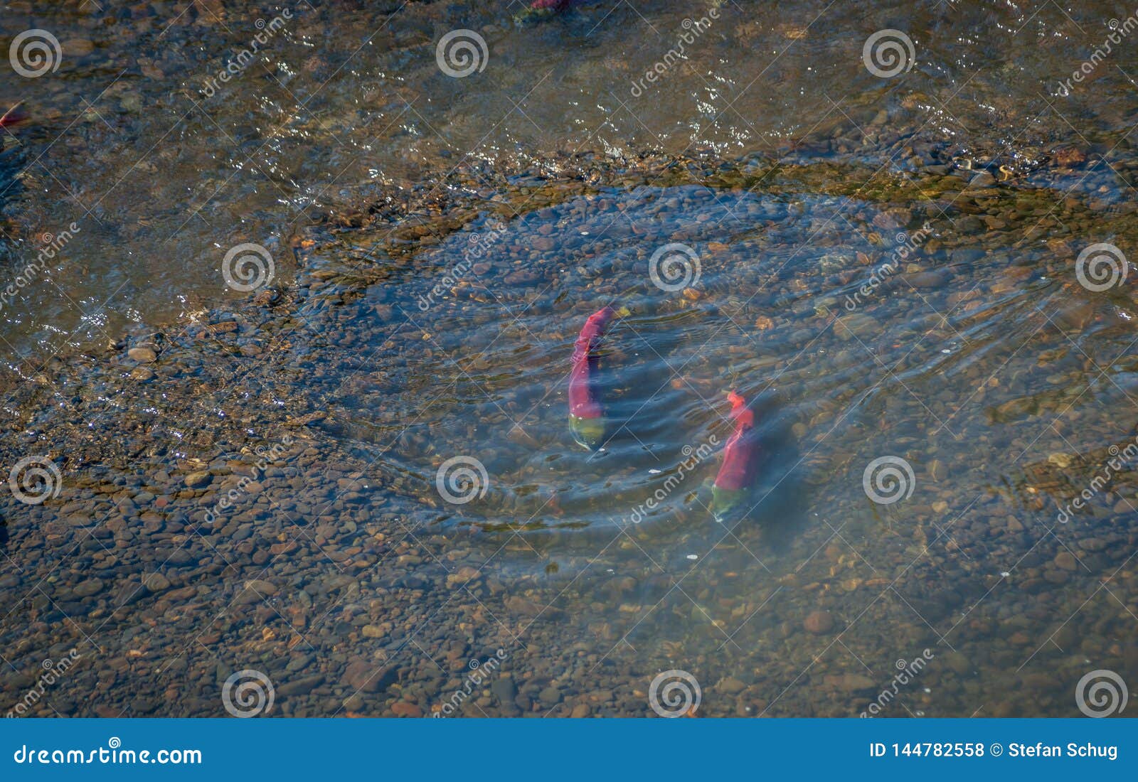 Sockeye Salmon in Their Spawning Redd Stock Photo - Image of colors ...
