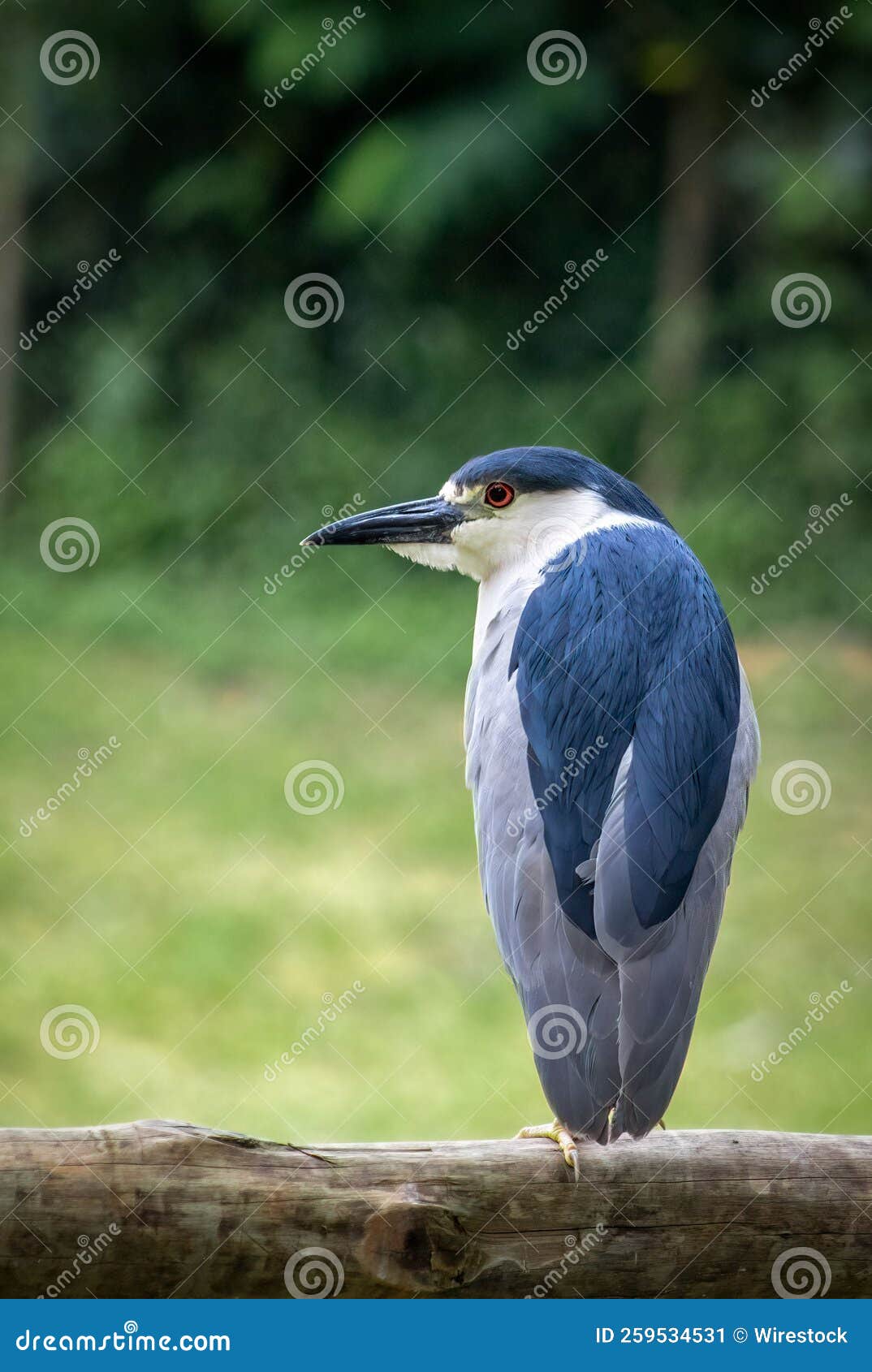 Soco savacu stock image. Image of black, feather, animals - 259534531