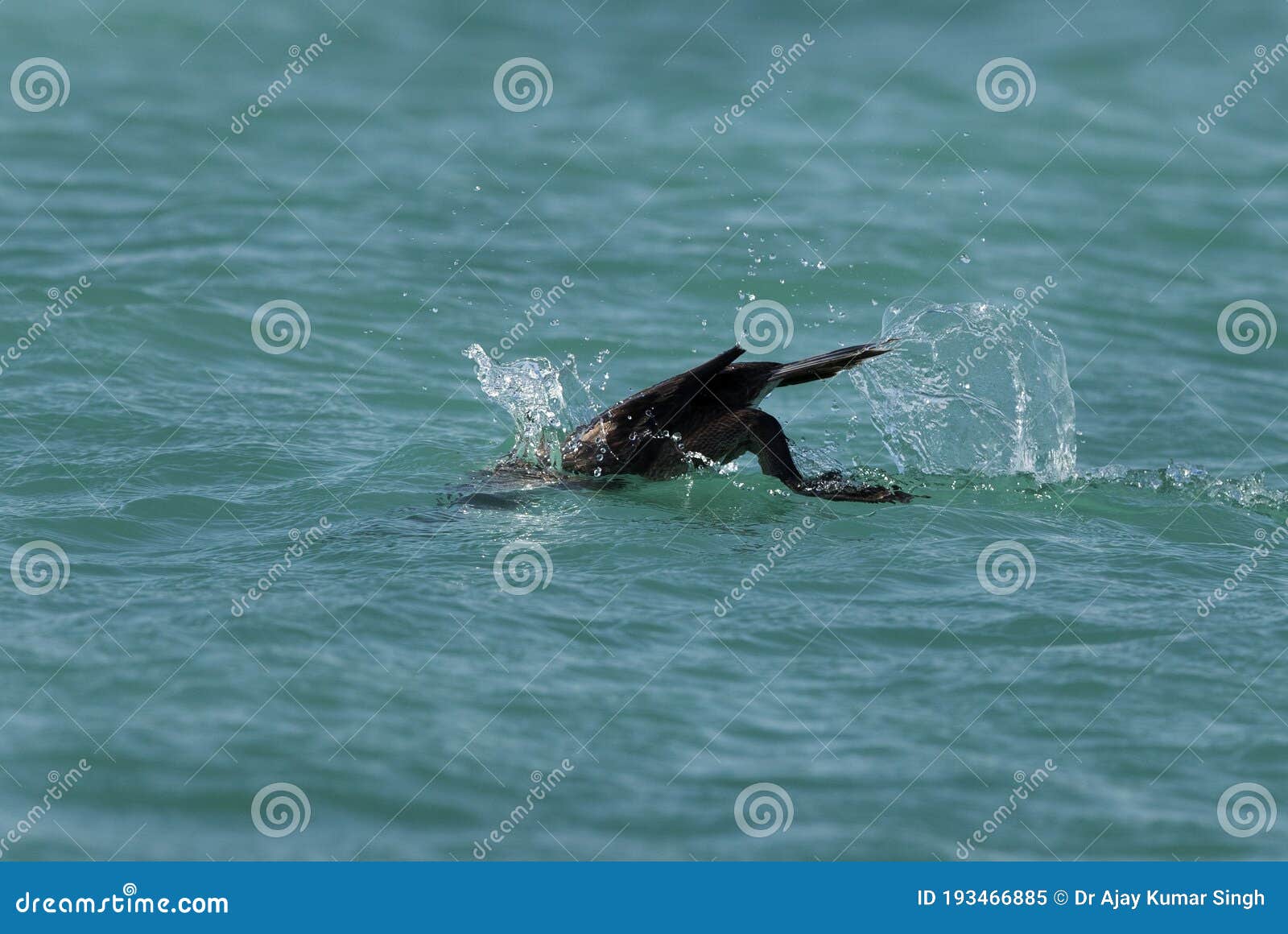 Socotra Cormorant Diving To Fish Stock Image - Image of cormorant, beak ...