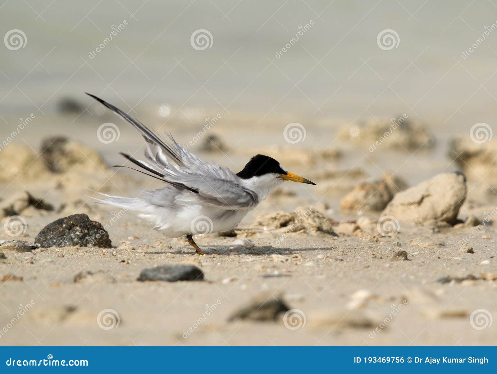 Socotra Cormorant Shaking Its Feather Stock Photo - Image of gulf ...