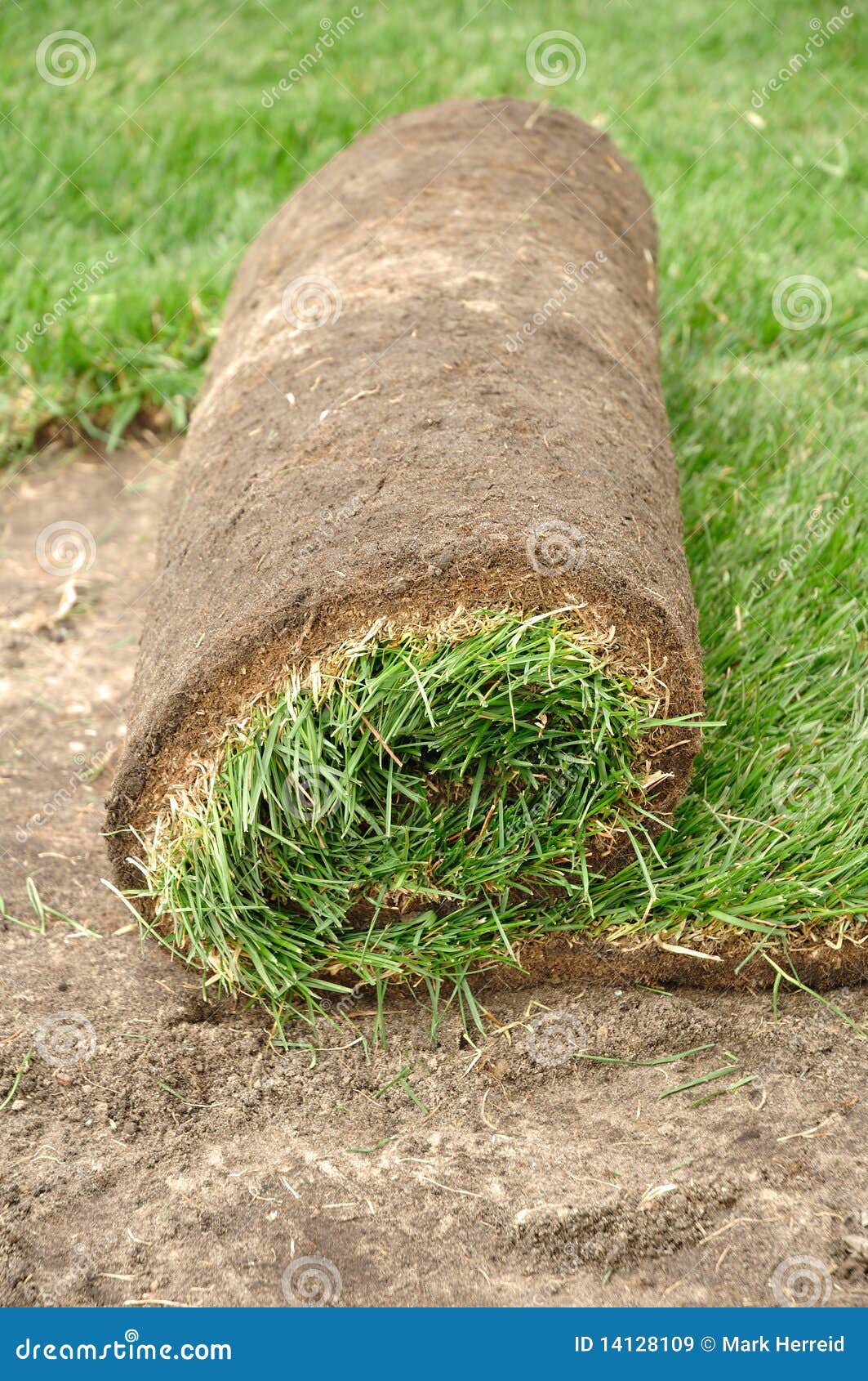 Sod Roll stock image. Image of space, roll, rolls, copy - 14128109