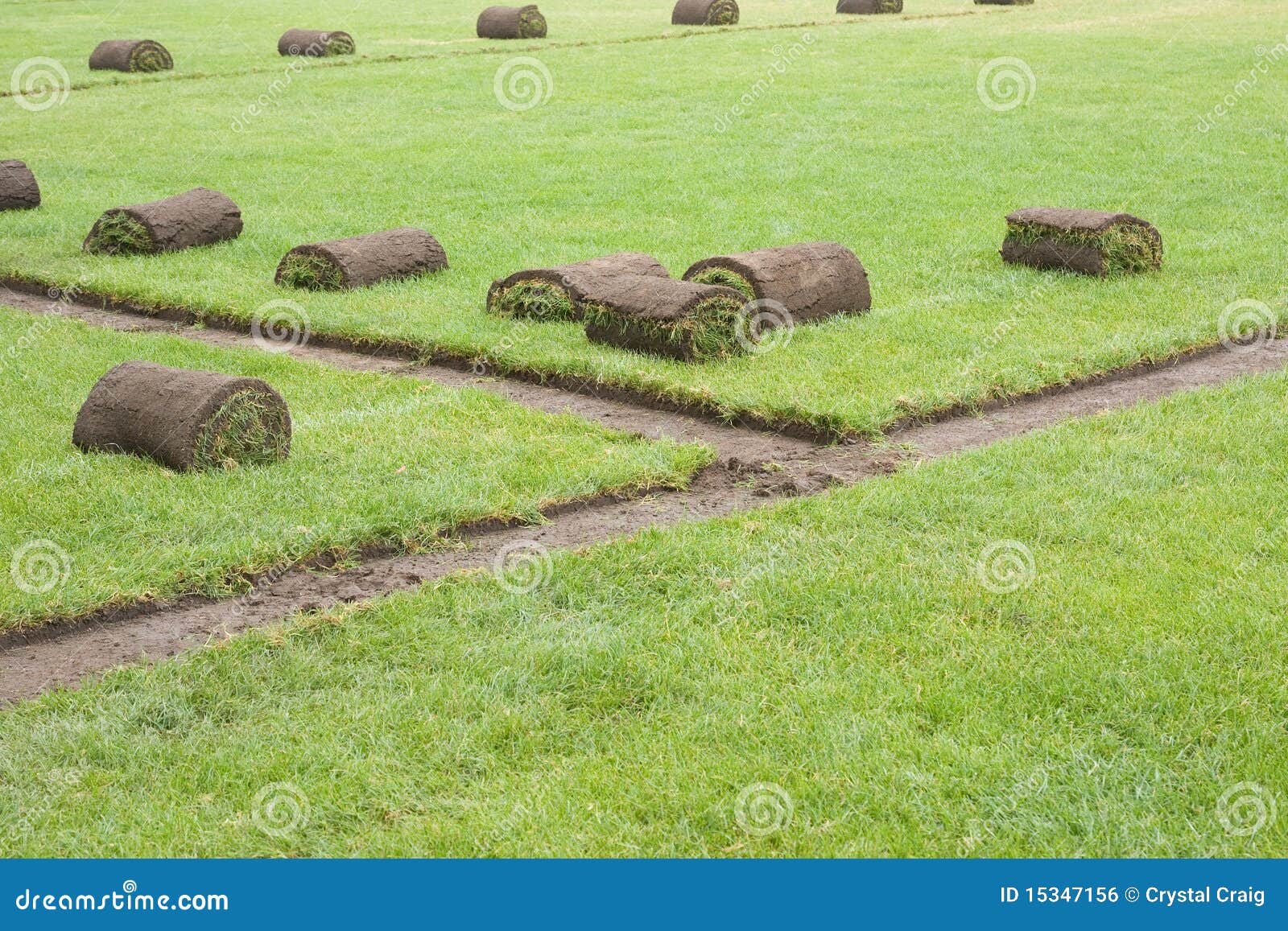 Sod rolls on a grass field stock photo. Image of sprinkler - 15347156