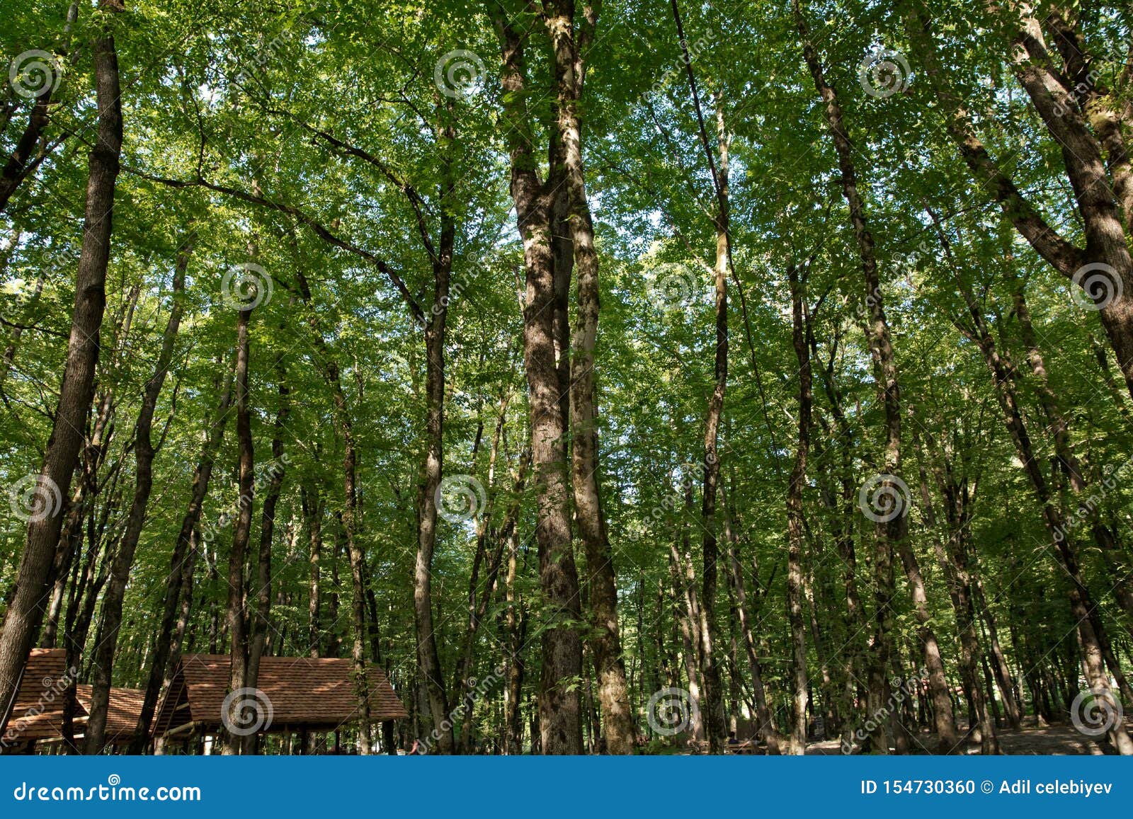 Soderasen National Park in Azerbaijan Ismayilli .beautiful Green Forest ...