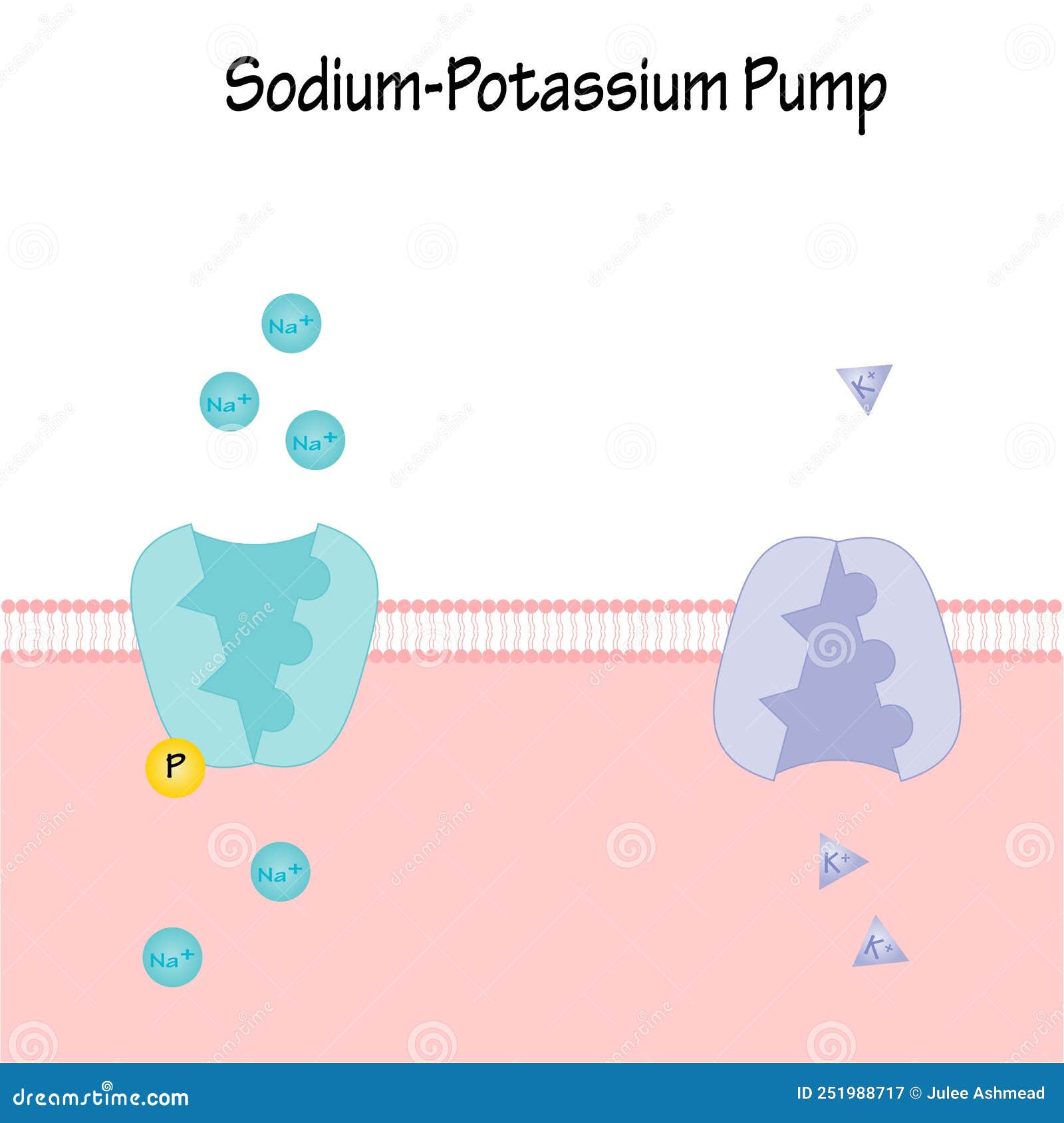 Sodium Potassium Pump stock vector. Illustration of molecular - 251988717