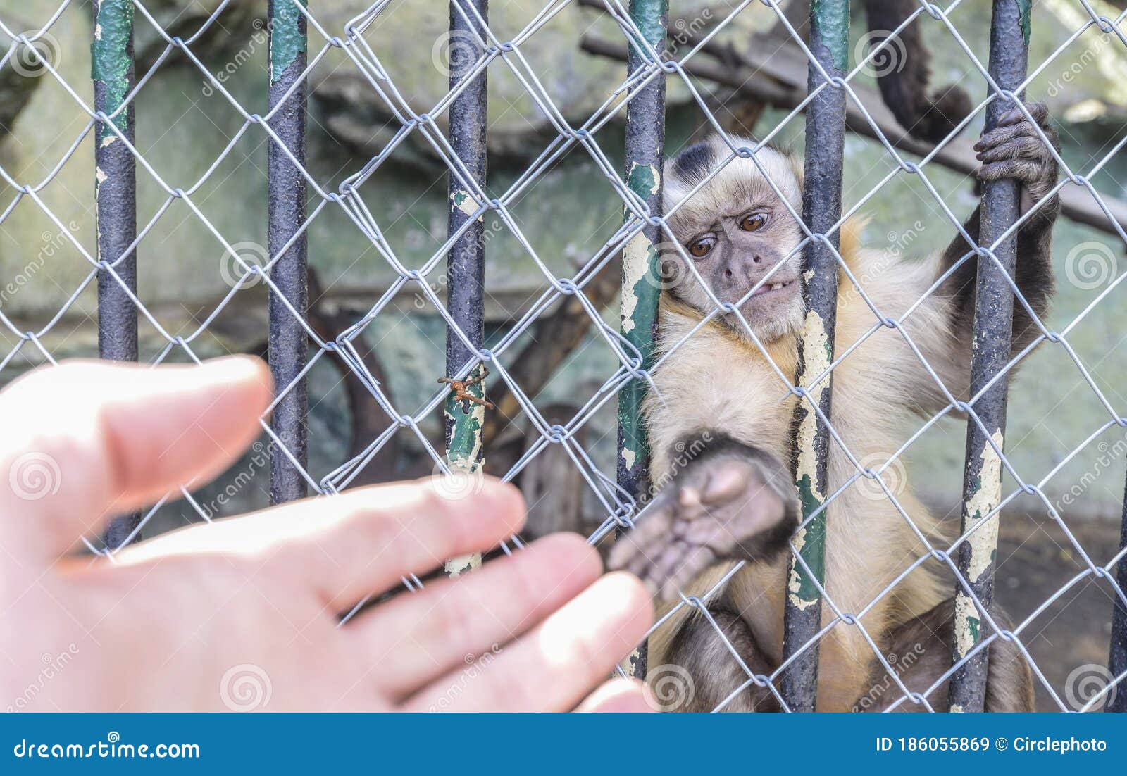 A monkey in the zoo editorial stock image. Image of black - 186055869