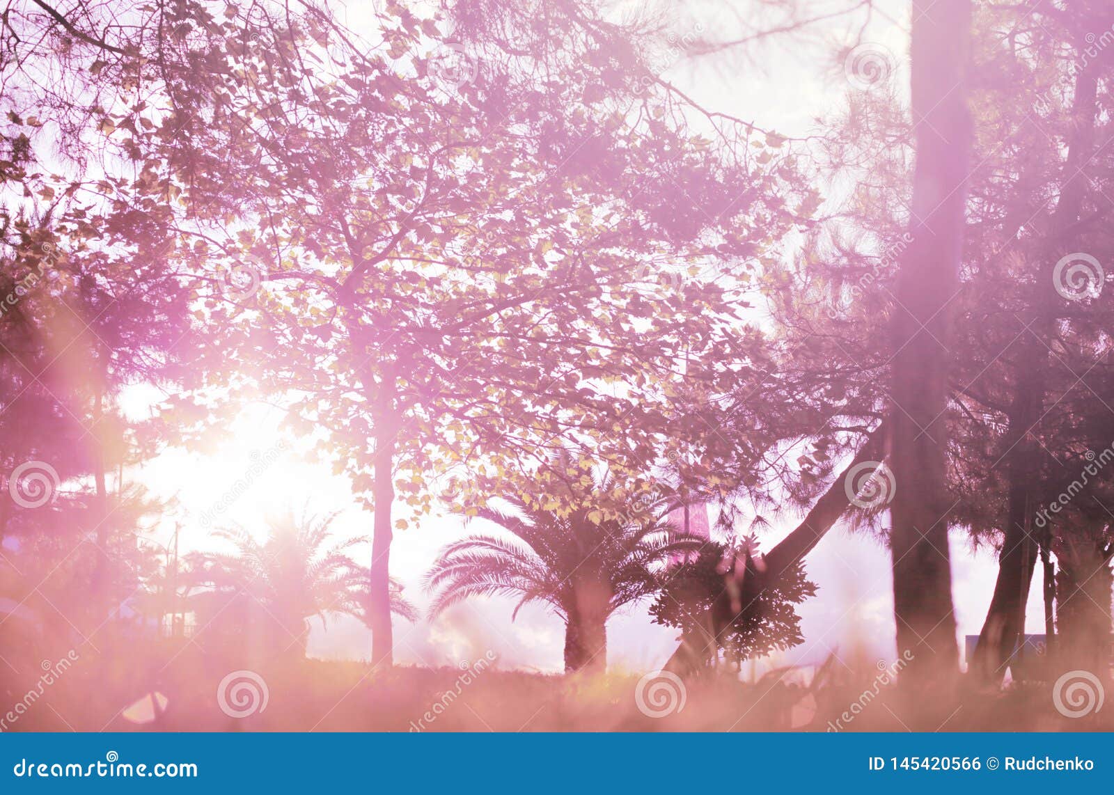 Soft Abstract Nature Background Stock Photo - Image of light, texture ...