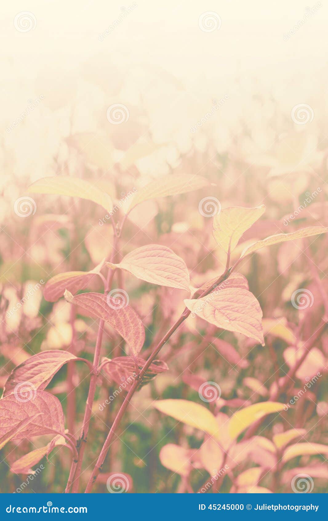 Soft Autumn Background with Leaves Stock Photo - Image of fall, pattern ...