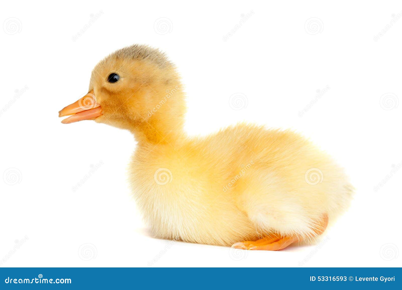 Soft baby duck stock image. Image of small, offspring - 53316593
