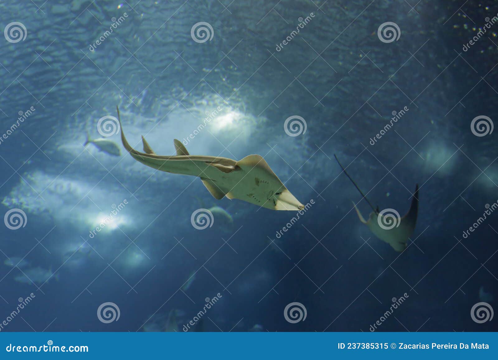 Aquarium guitar fish stock image. Image of aquatic, fish - 237385315