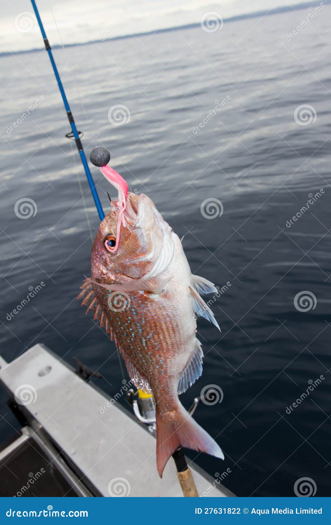 Soft Bait Snapper Fishing stock photo. Image of angling - 27631822