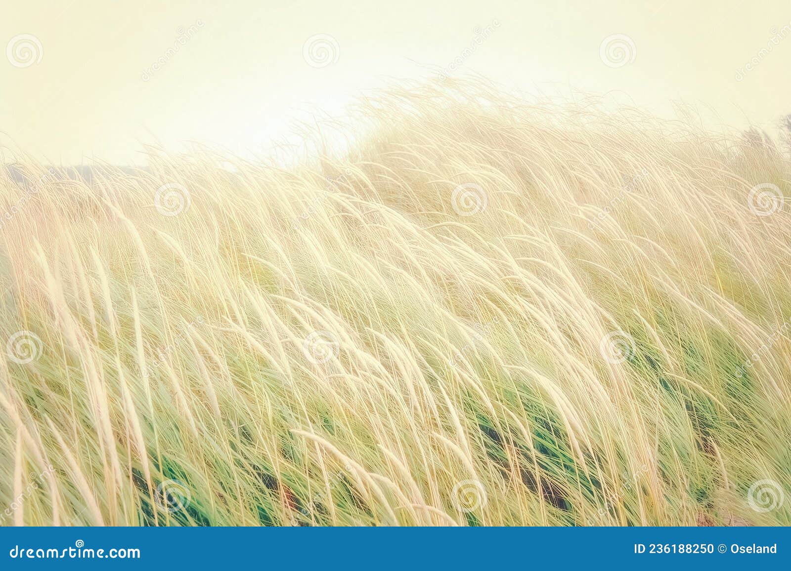 Soft Beach Grass Blowing in the Wind. Stock Photo - Image of grass ...