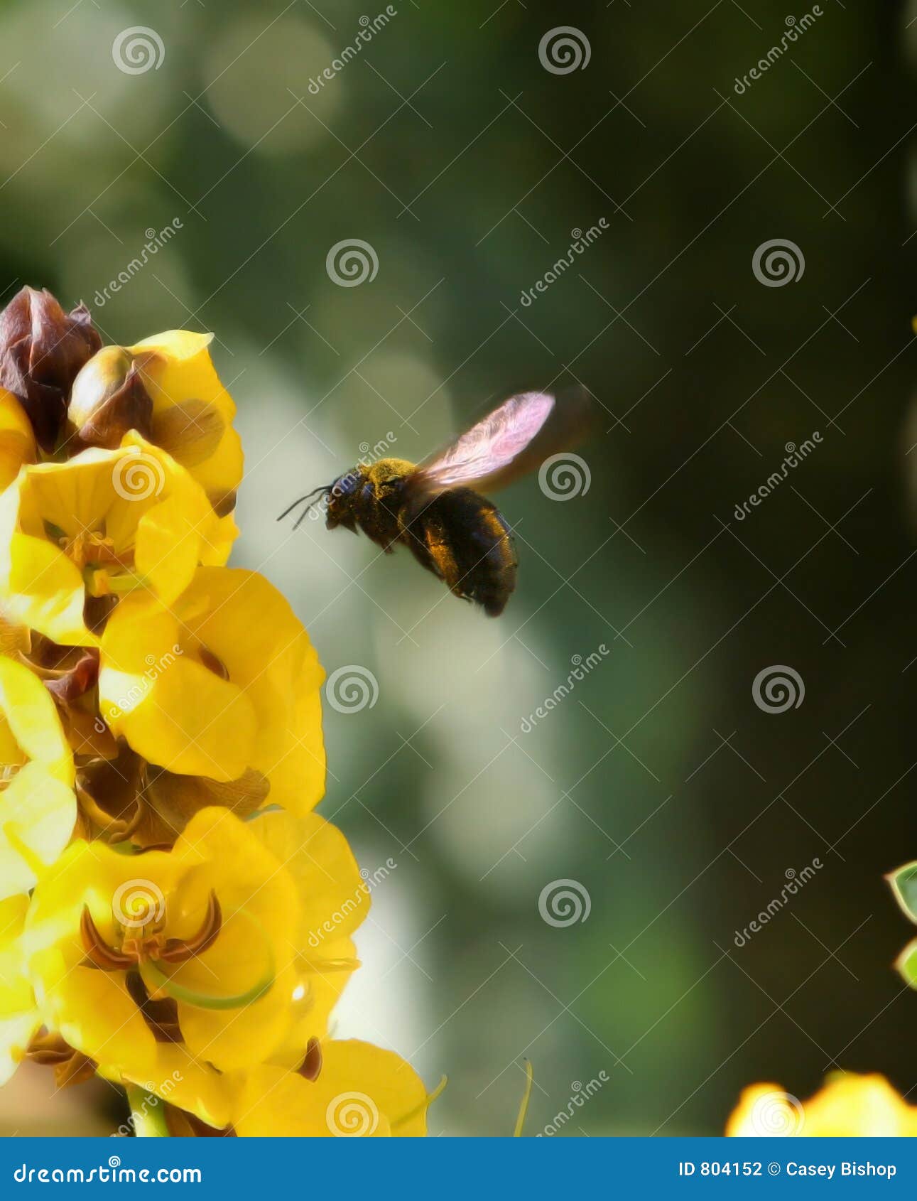 Soft bee stock photo. Image of tunnel, virginica, bare - 804152