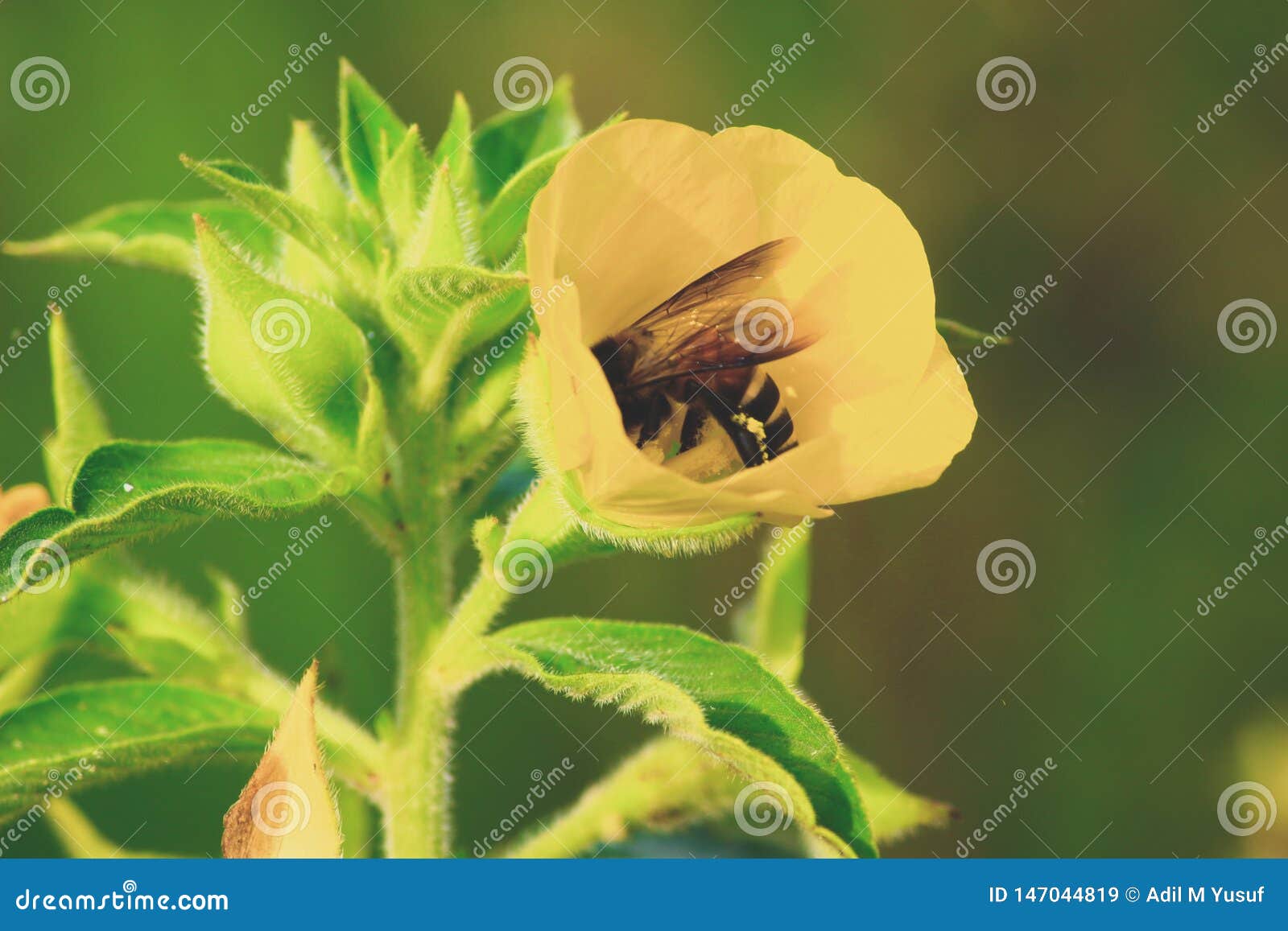 Soft Bee Perch Stock Photos - Free & Royalty-Free Stock Photos from ...