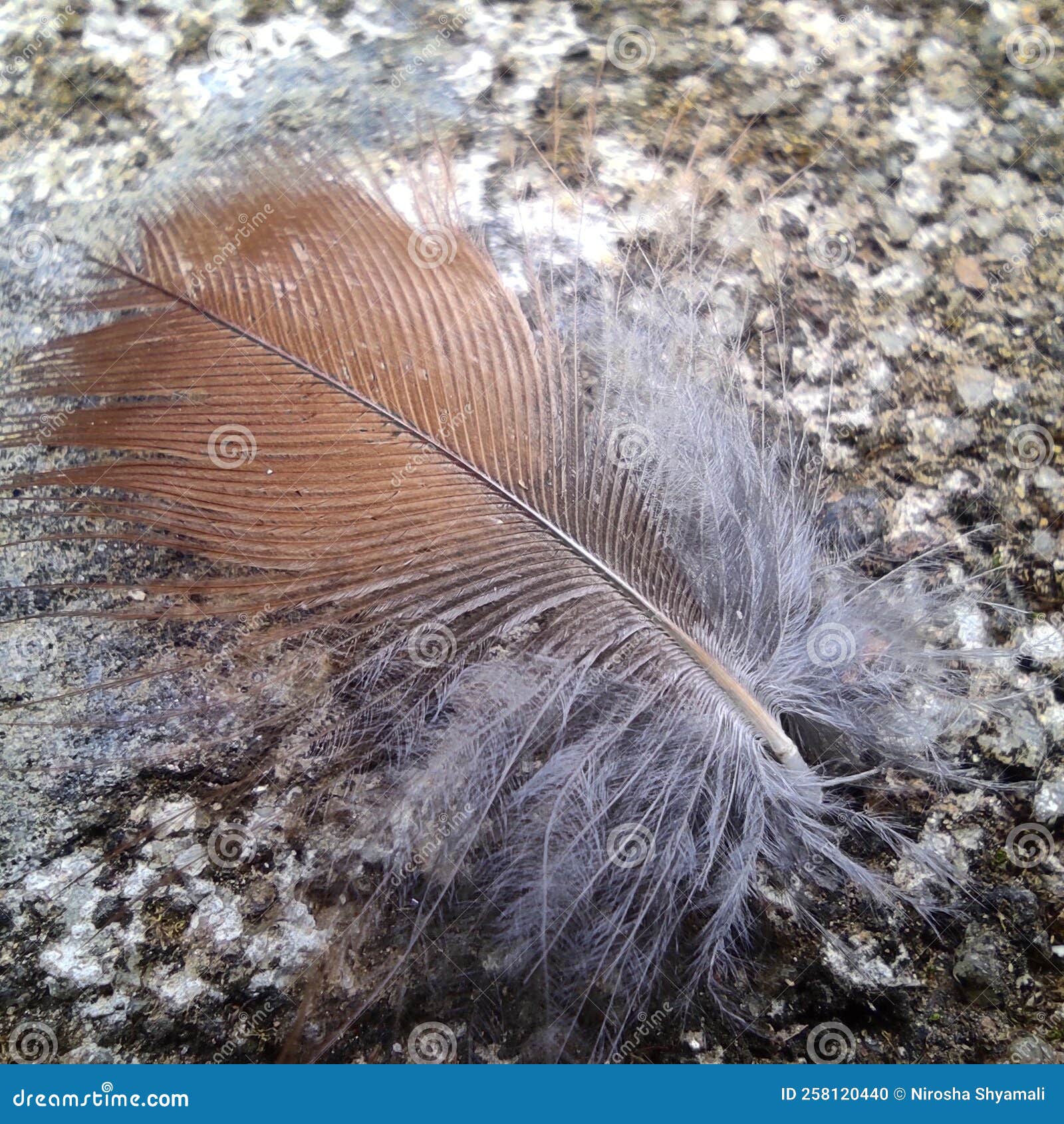 Brown and White Soft Bird Feather on the Ground Stock Photo - Image of ...