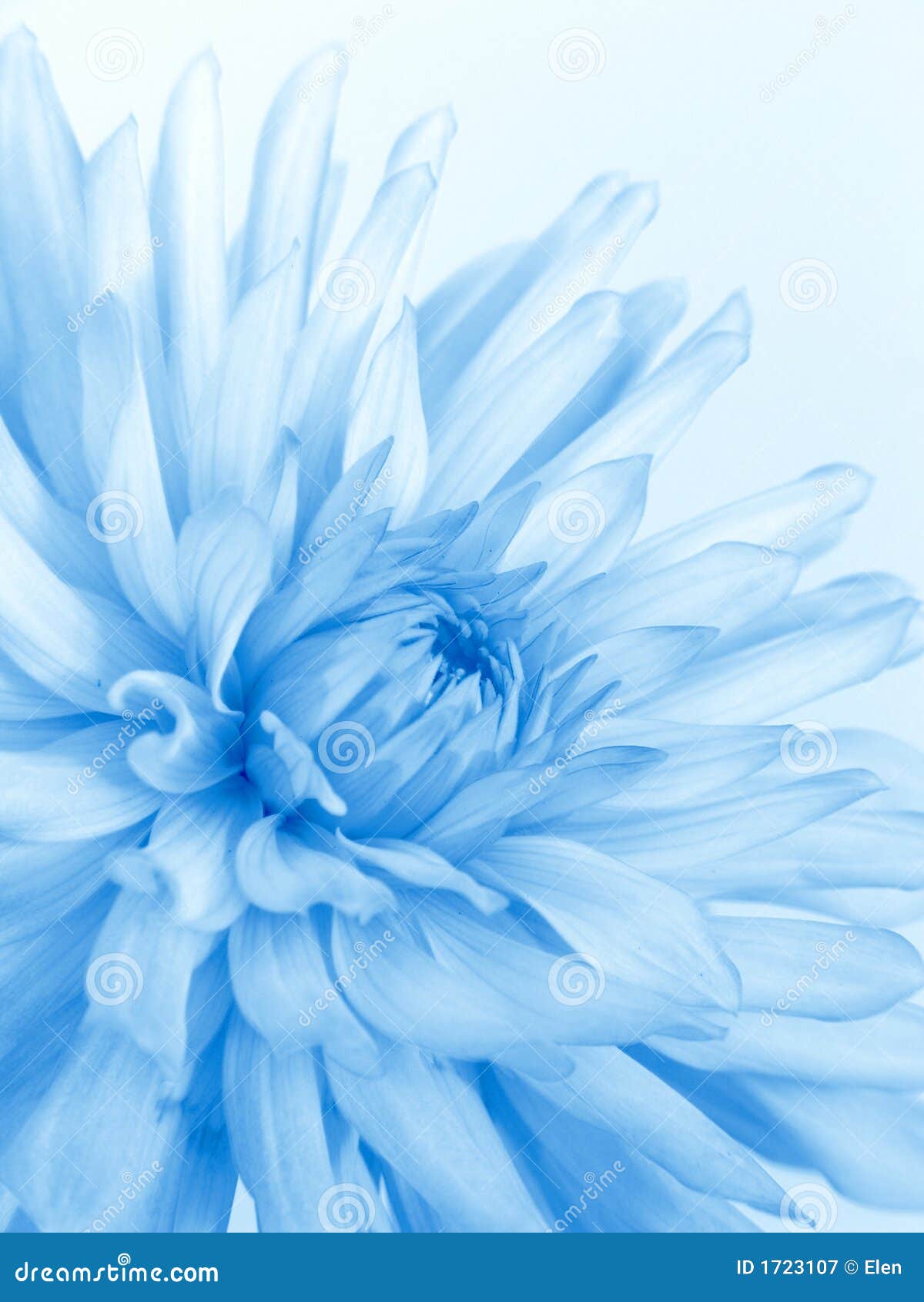 1,674 Soft Blue Floral Backgrounds Stock Photos - Free & Royalty-Free ...