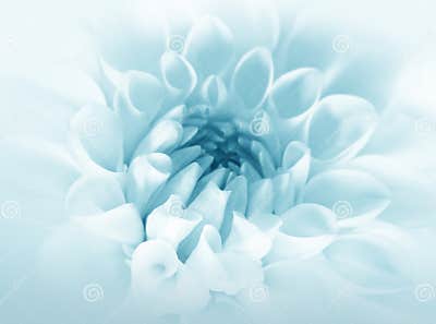 Soft blue flower stock photo. Image of invitation, closeup - 22332632