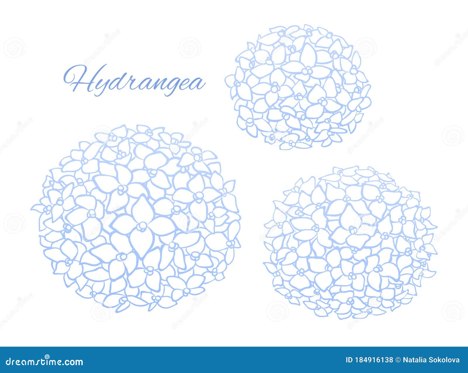 Soft Blue Outline Hydrangea Blooms, Vector Art Stock Vector ...