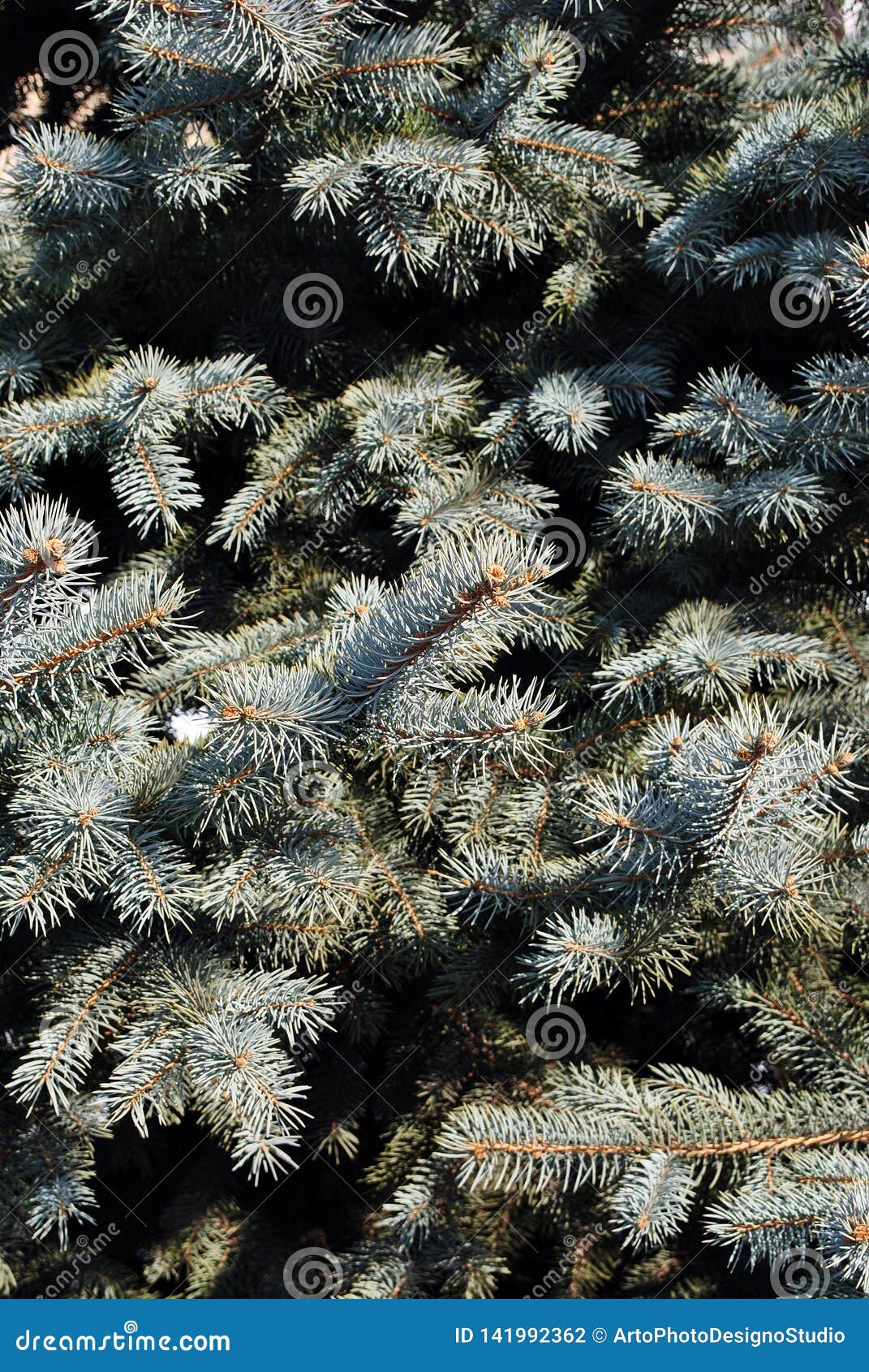Soft Blue Pine Twigs with Needles, Soft Blurry Background Stock Photo ...