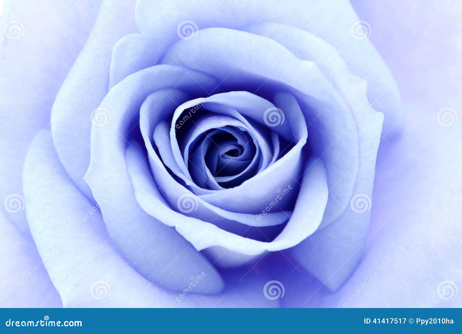 Soft blue rose stock image. Image of detail, blue, macro - 41417517