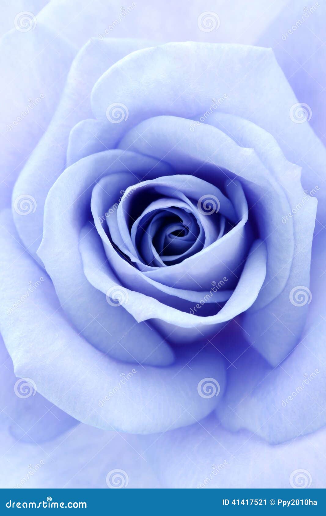 Soft blue rose stock image. Image of beautiful, celebration - 41417521