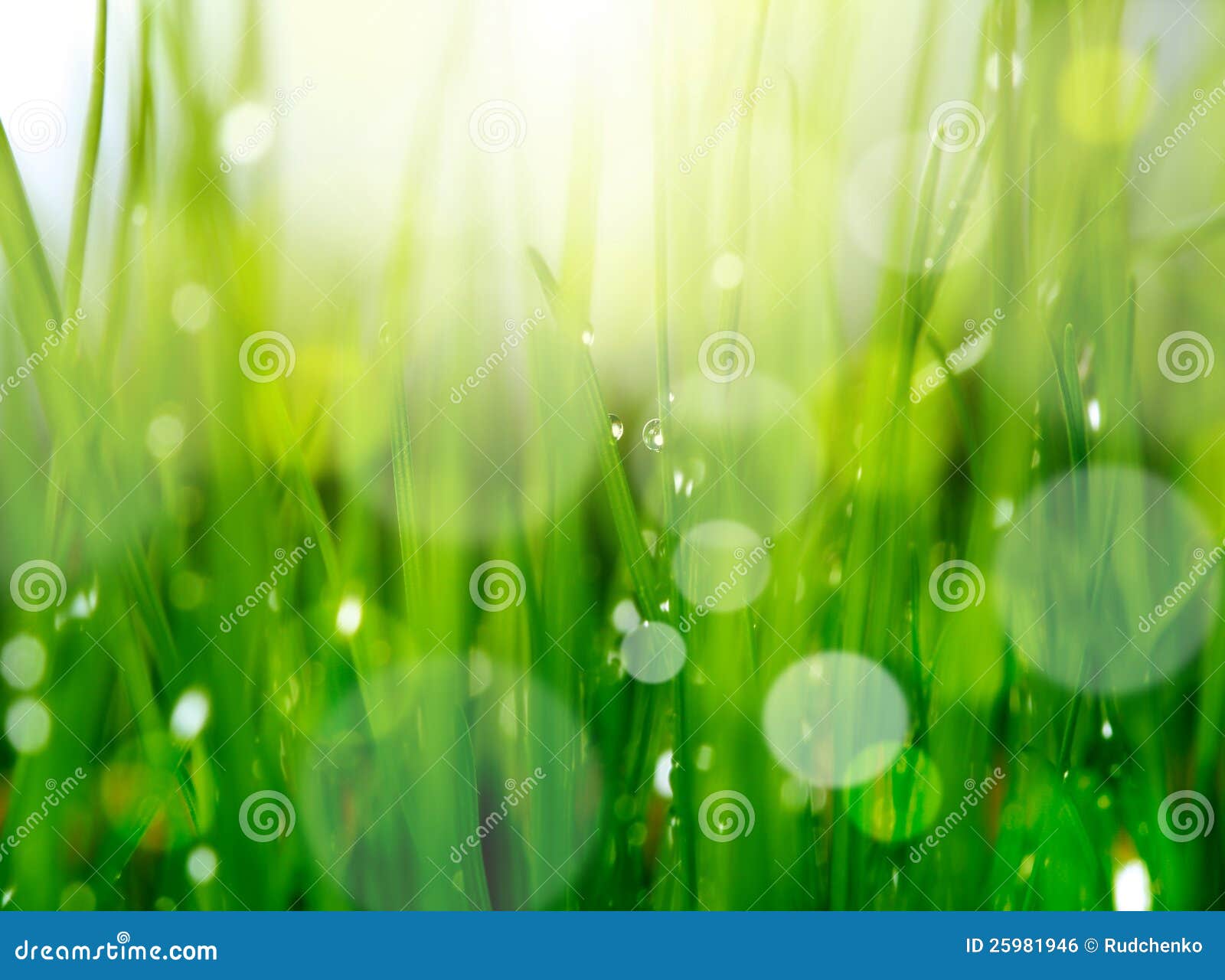 Soft blur grass background stock photo. Image of summer - 25981946