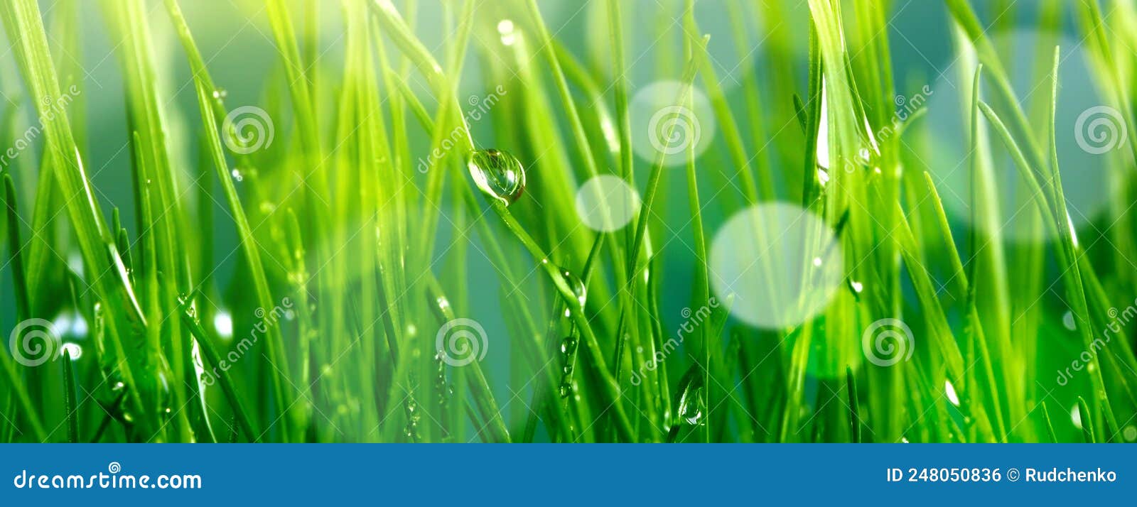 Soft Blur Green Grass Background Stock Photo - Image of closeup, flora ...