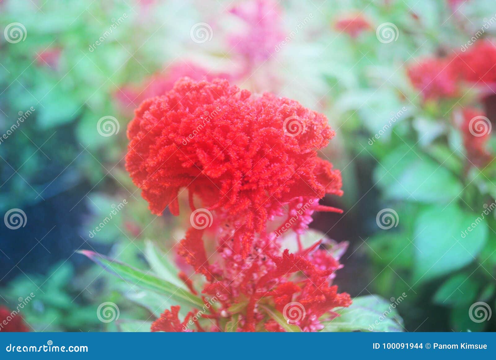 Soft Blur Red Cockscomb Flower in Garden with Green Background Stock ...