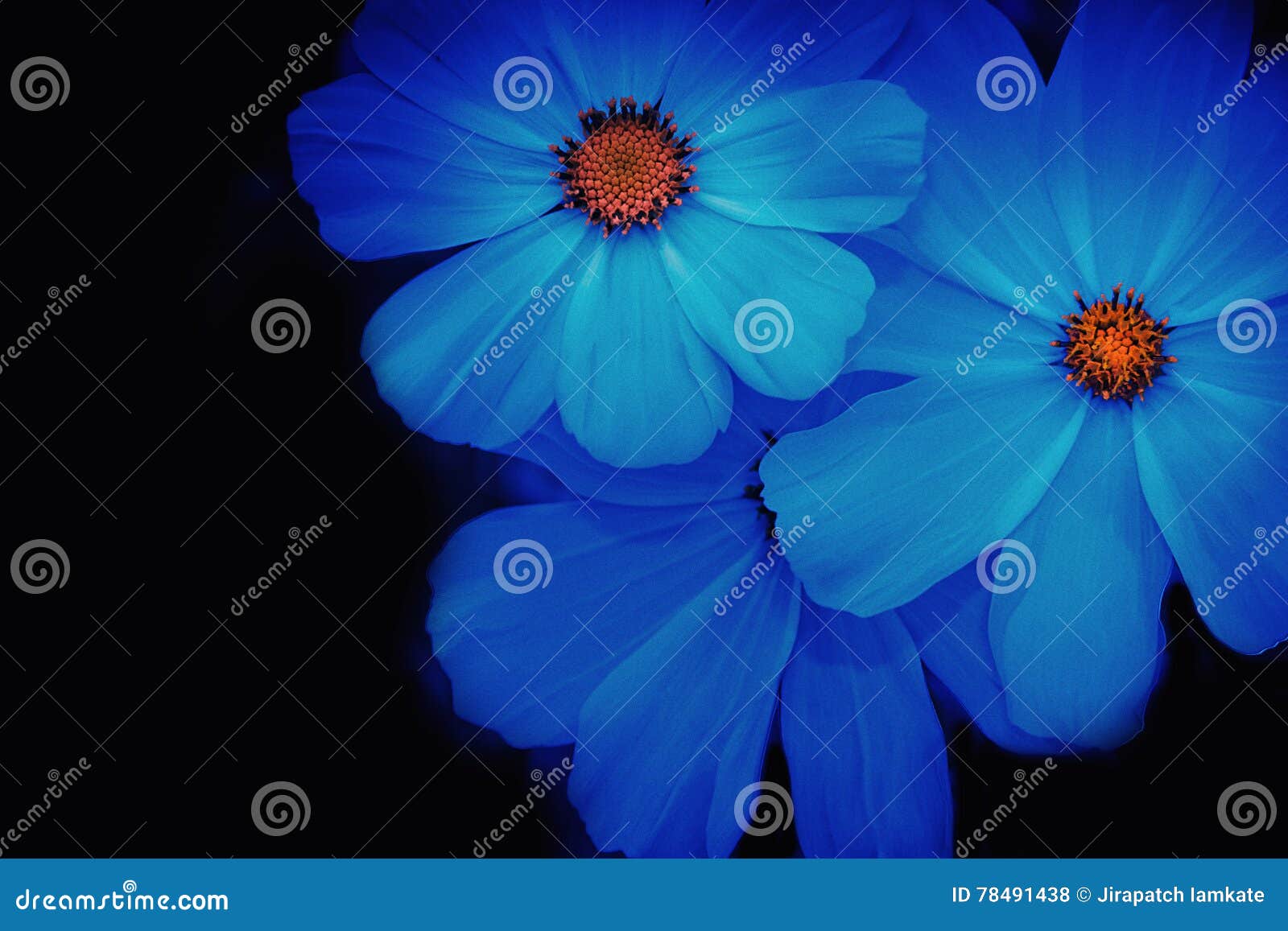 Soft and Blurred Blue Cosmos Flower Stock Photo - Image of grow ...