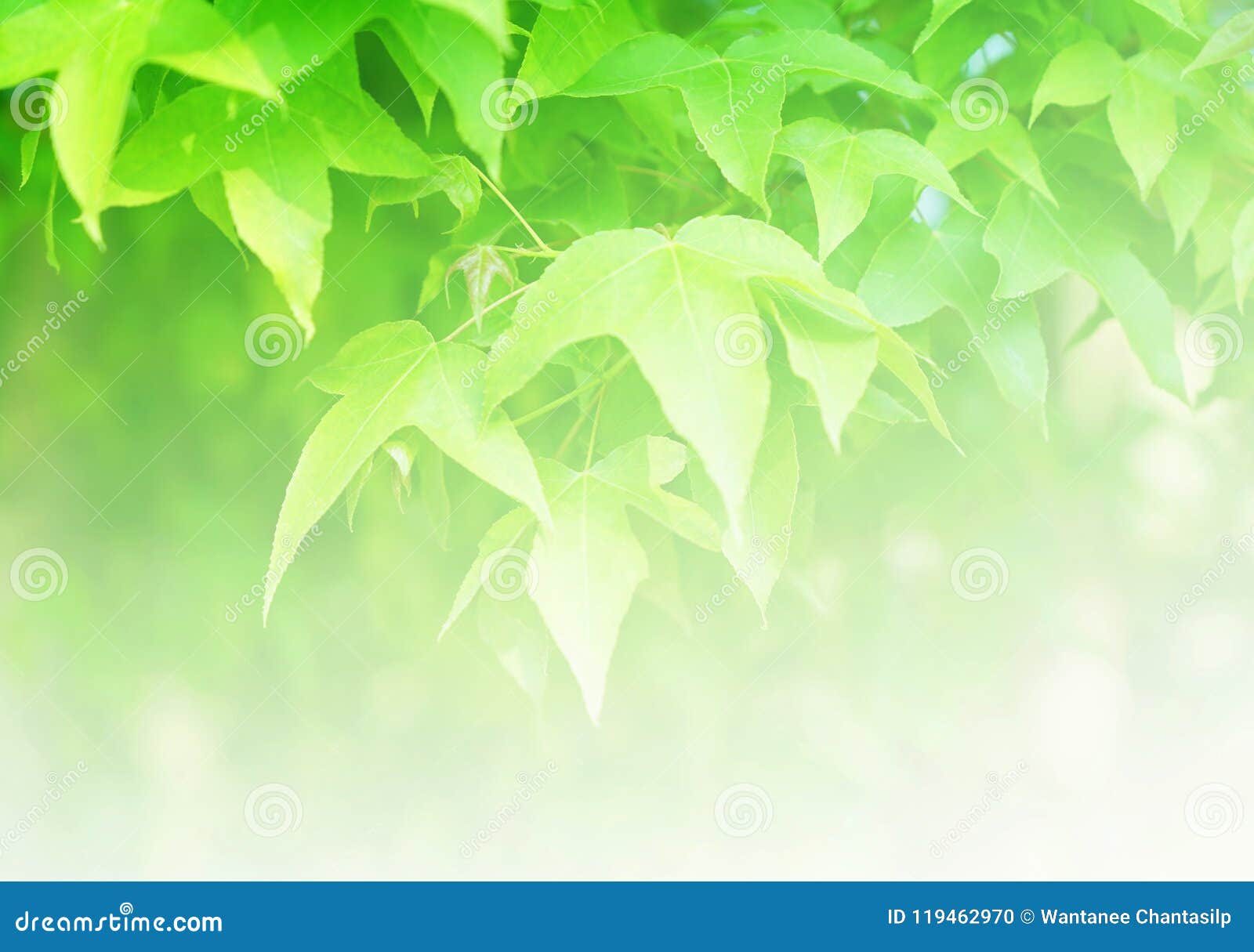 Soft Blurred Green Maple Leaves Background Stock Photo - Image of ...