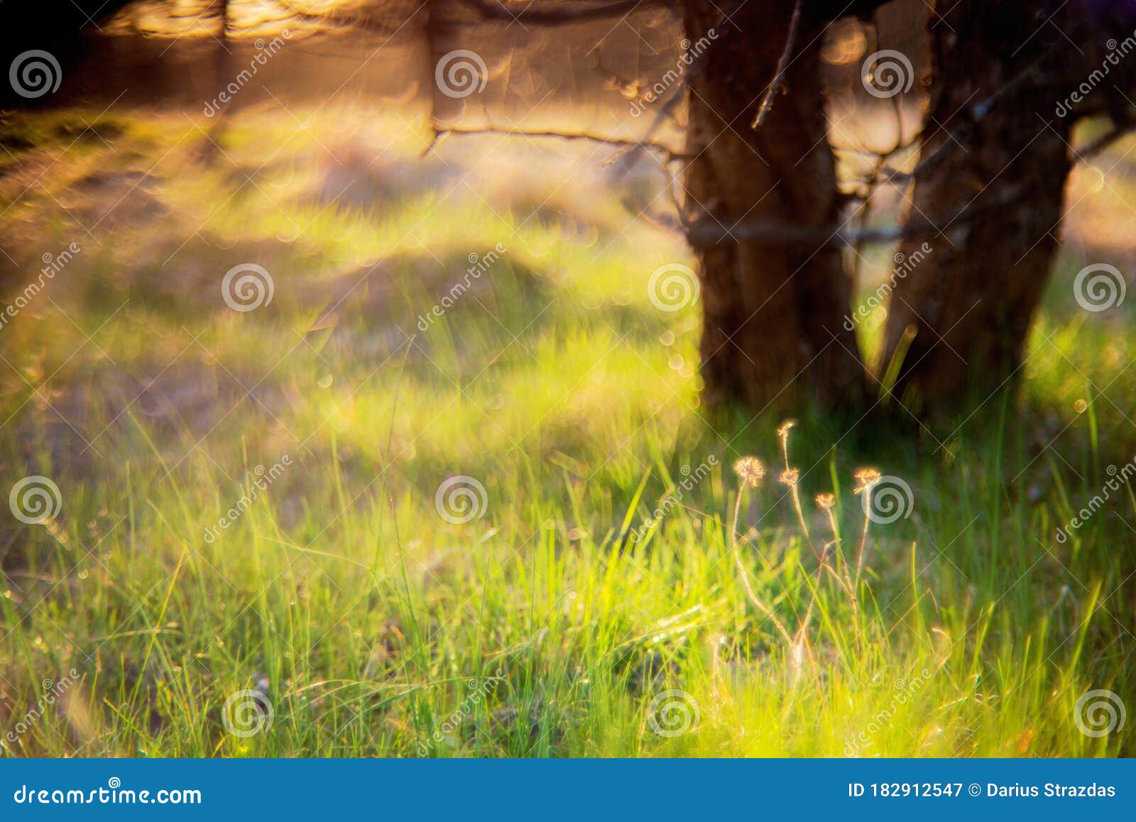 Soft Bokeh Landscape, Grass and Trees Stock Image - Image of trees ...