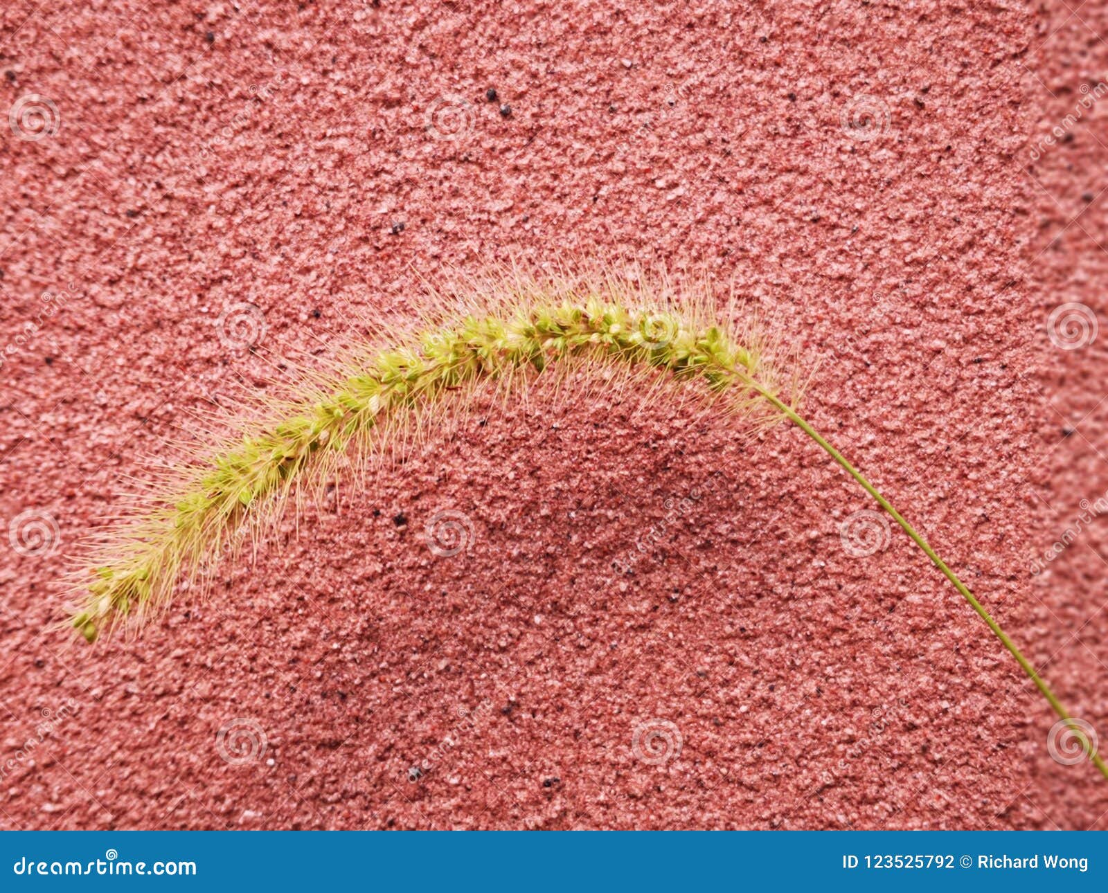 The Soft Branch Standing before the Brown Background Stock Photo ...