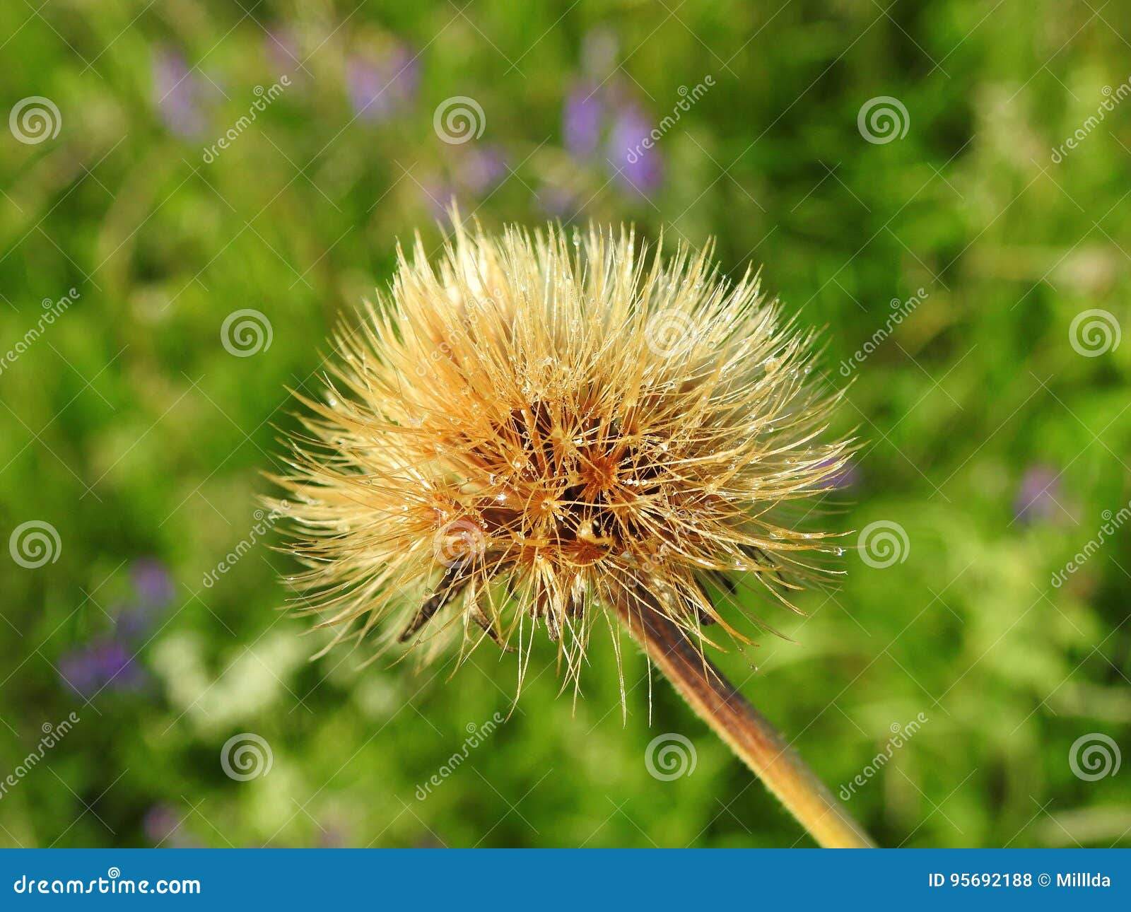 Soft brown fluff in meadow stock photo. Image of flowering - 95692188
