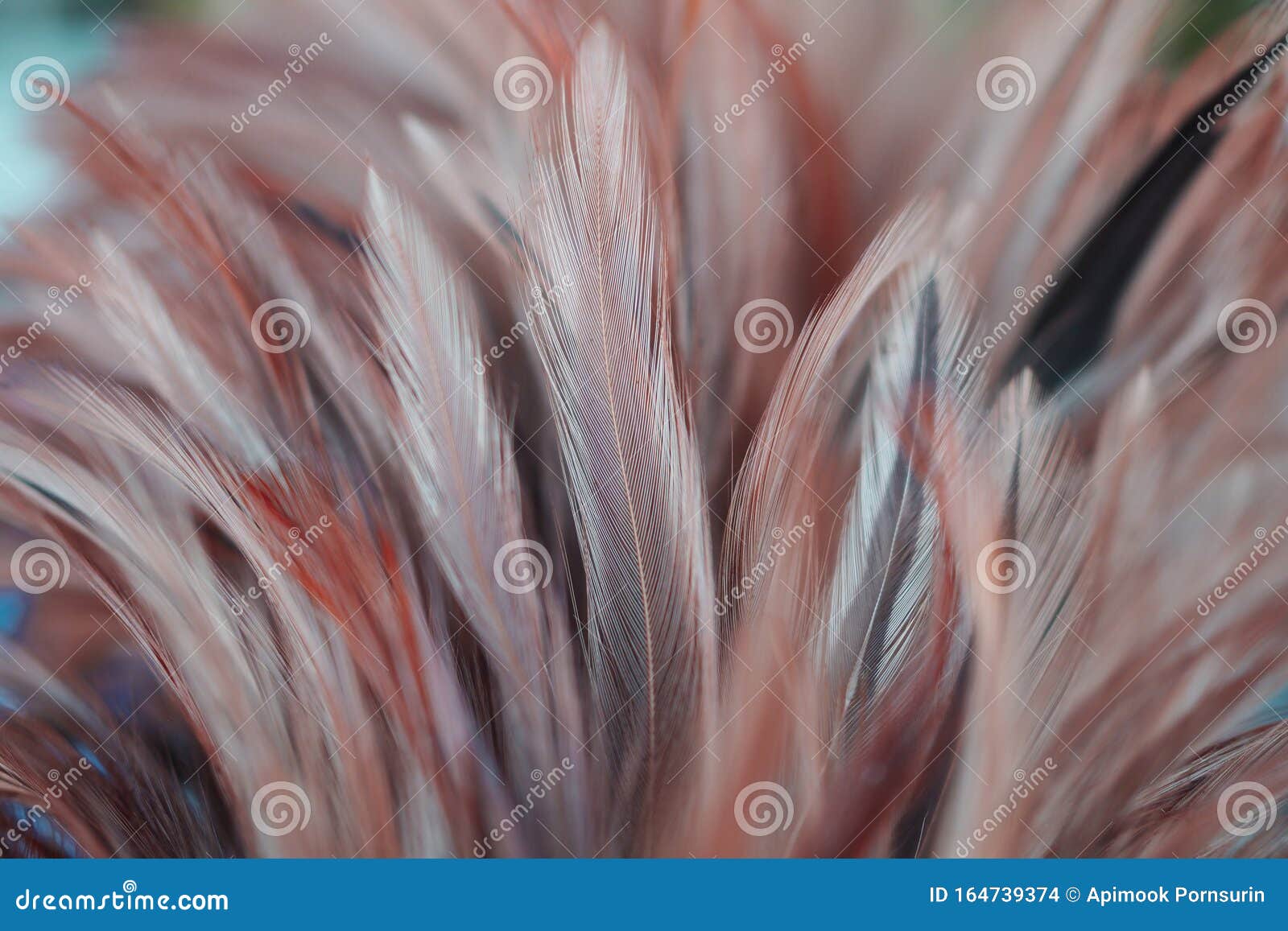Soft Color of Chickens Feather Texture for Background, Abstract Art ...