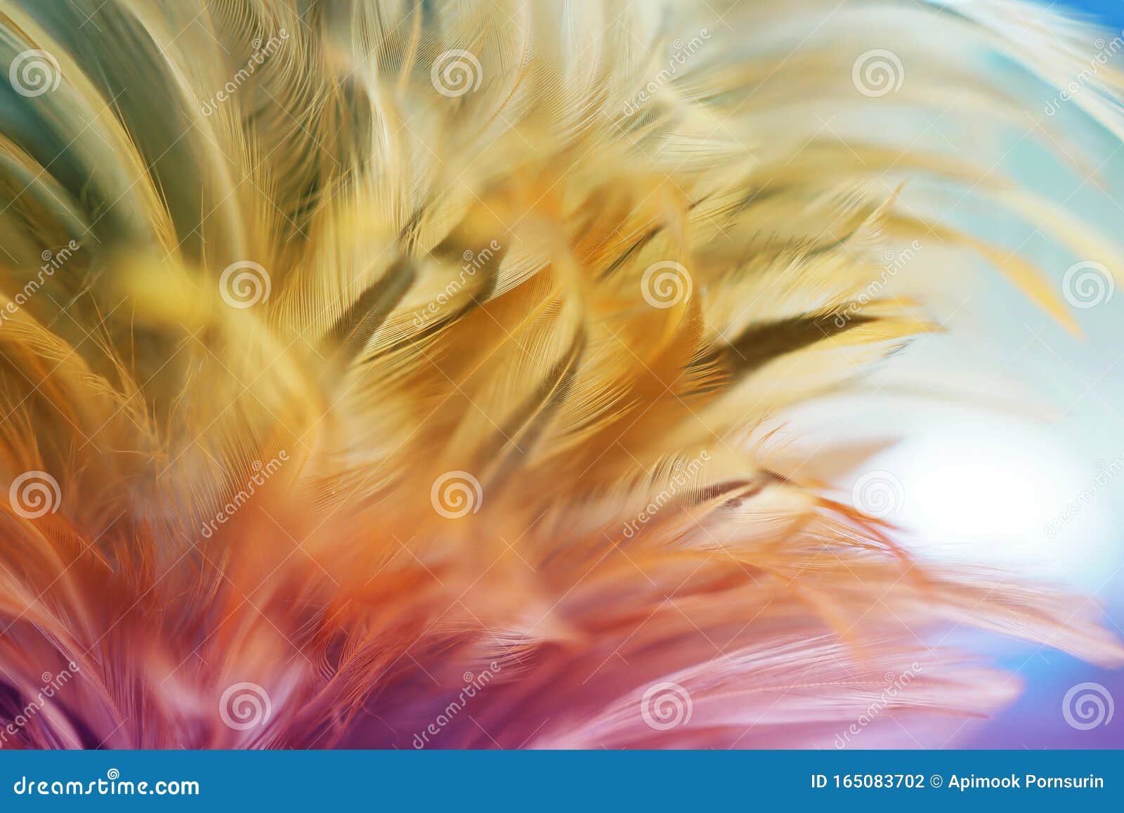 Soft Color of Chickens Feather Texture for Background, Blur Styls Stock ...