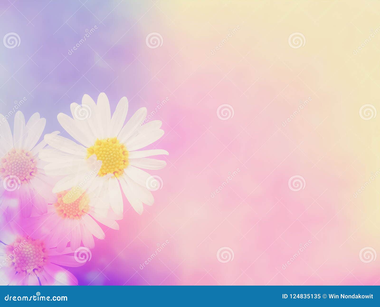 Soft Color Gradient Daisy Flower Stock Image - Image of abstract ...
