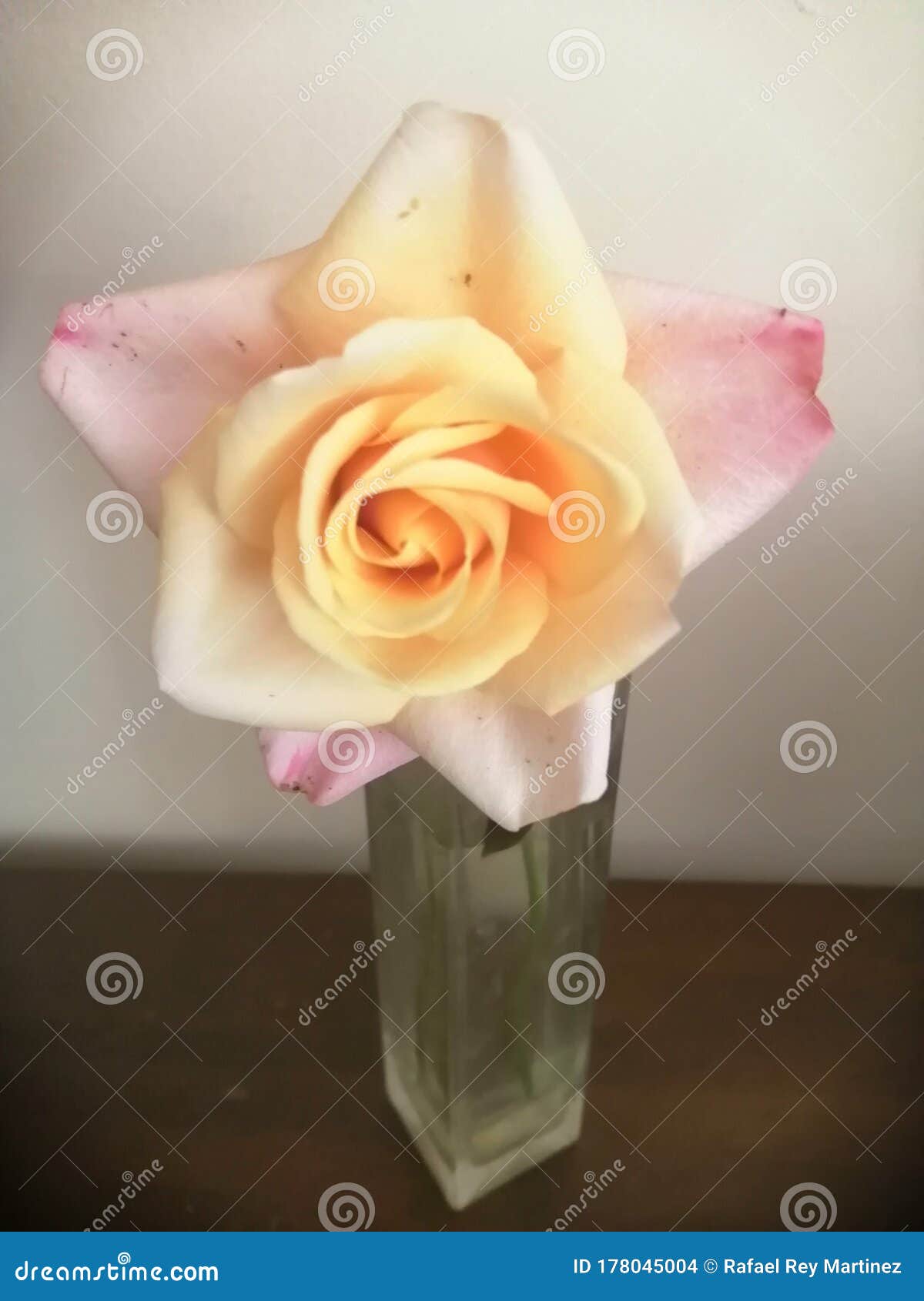 Soft Colored Rose in a Vase Stock Photo - Image of flowers, rose: 178045004