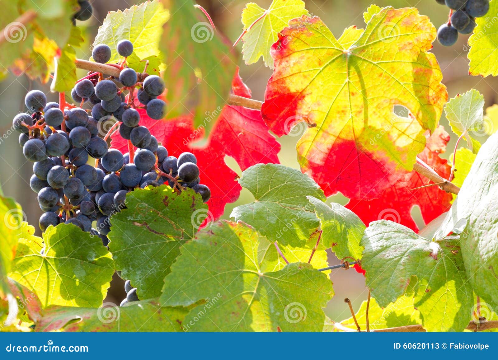 Soft Colors in the Vineyard Stock Image - Image of grape, natural: 60620113