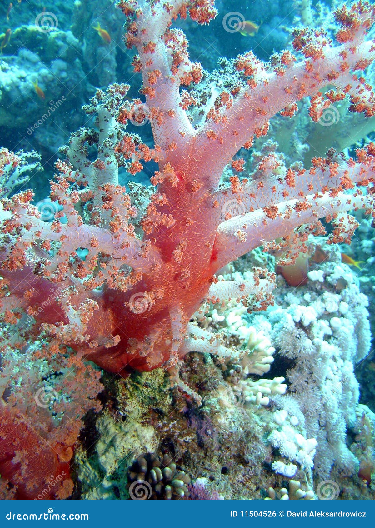 Soft coral stock photo. Image of underwater, life, tropical - 11504526