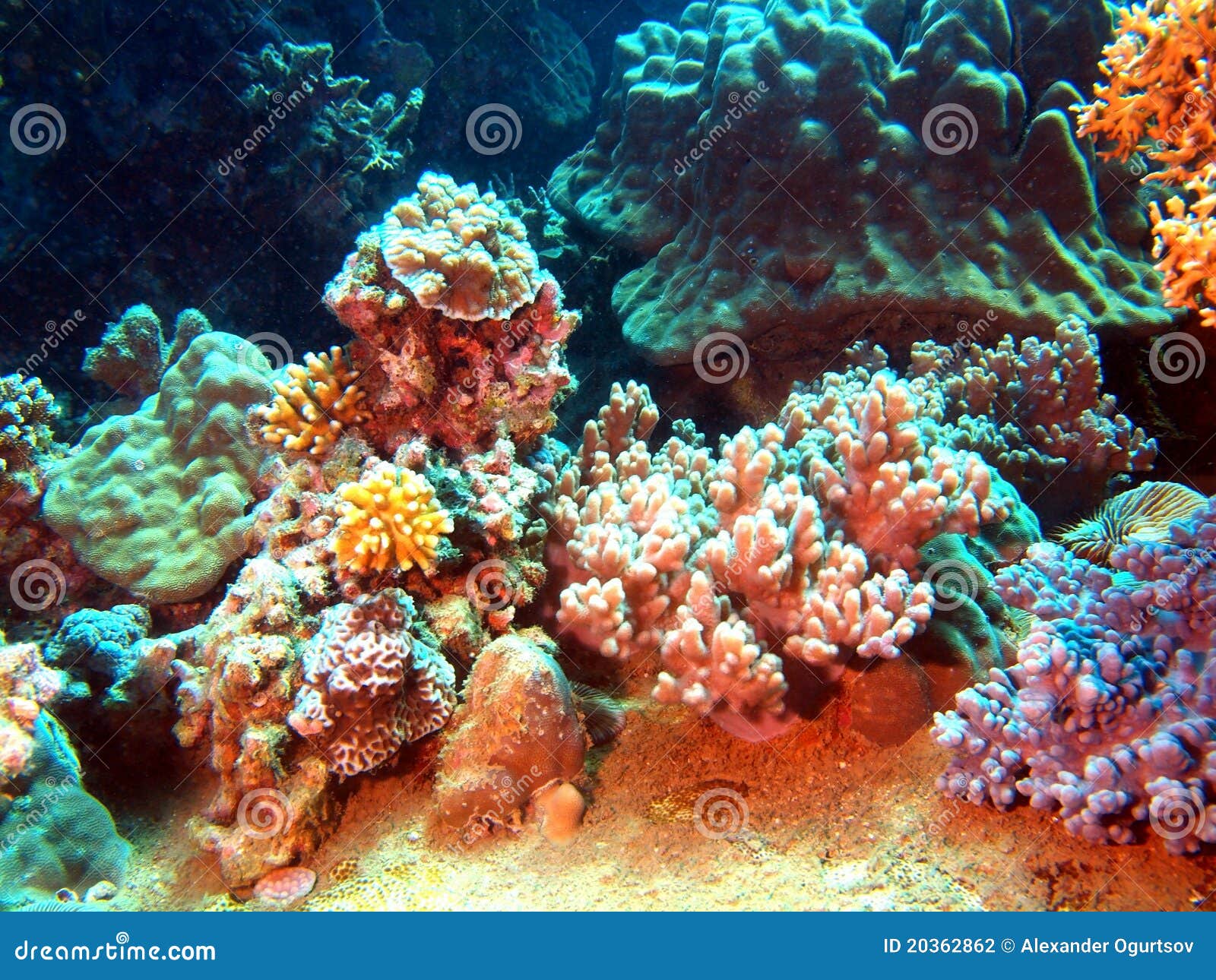 Soft coral stock photo. Image of animals, ocean, world - 20362862