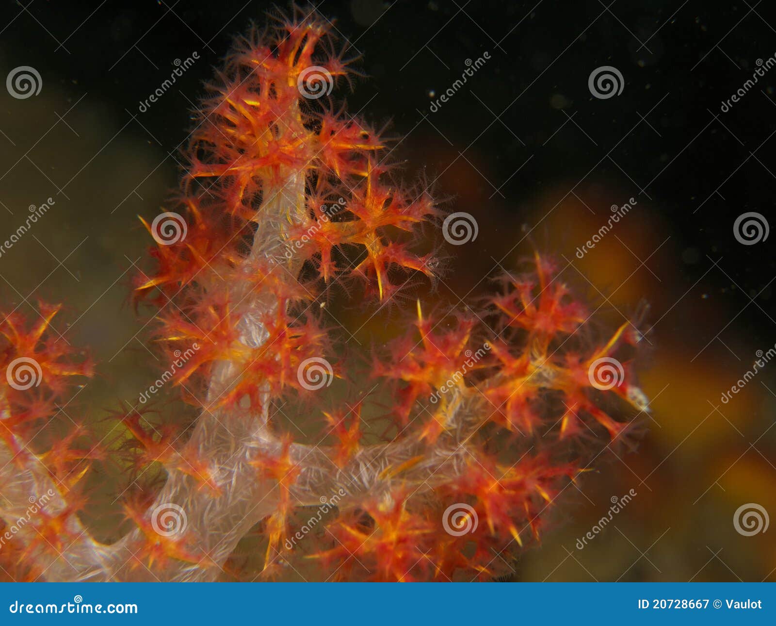Soft coral stock image. Image of pacific, saltwater, biology - 20728667