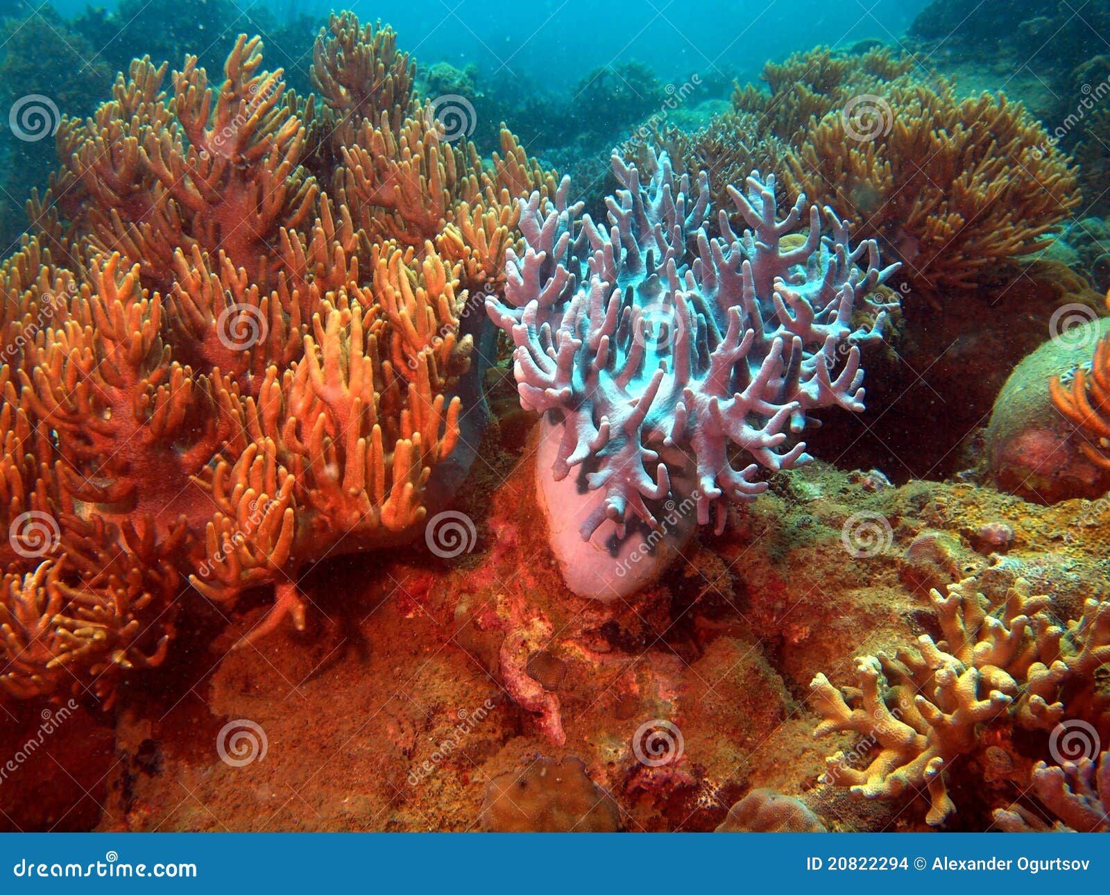 Soft coral stock photo. Image of world, ecosystem, coral - 20822294