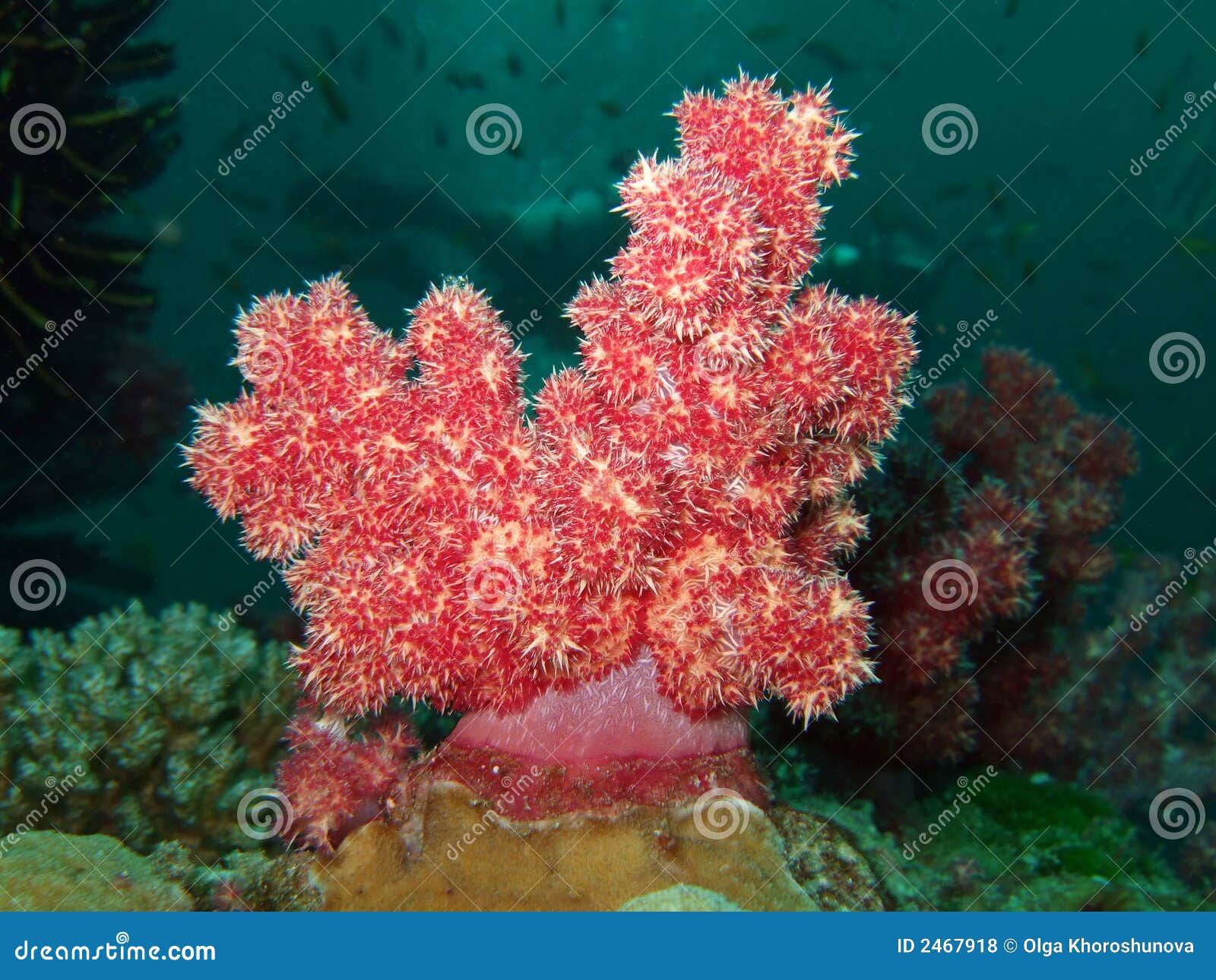 Soft coral stock photo. Image of park, color, beauty, scuba - 2467918