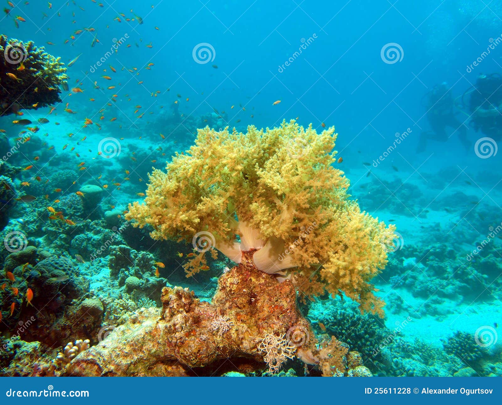 Soft coral stock photo. Image of ocean, tropic, soft - 25611228