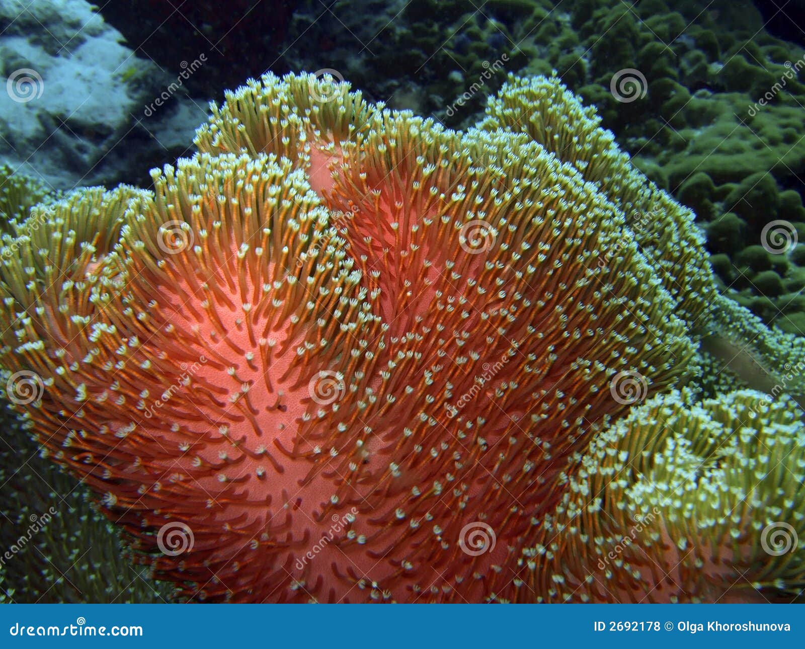 Soft coral stock photo. Image of colour, ocean, diving - 2692178