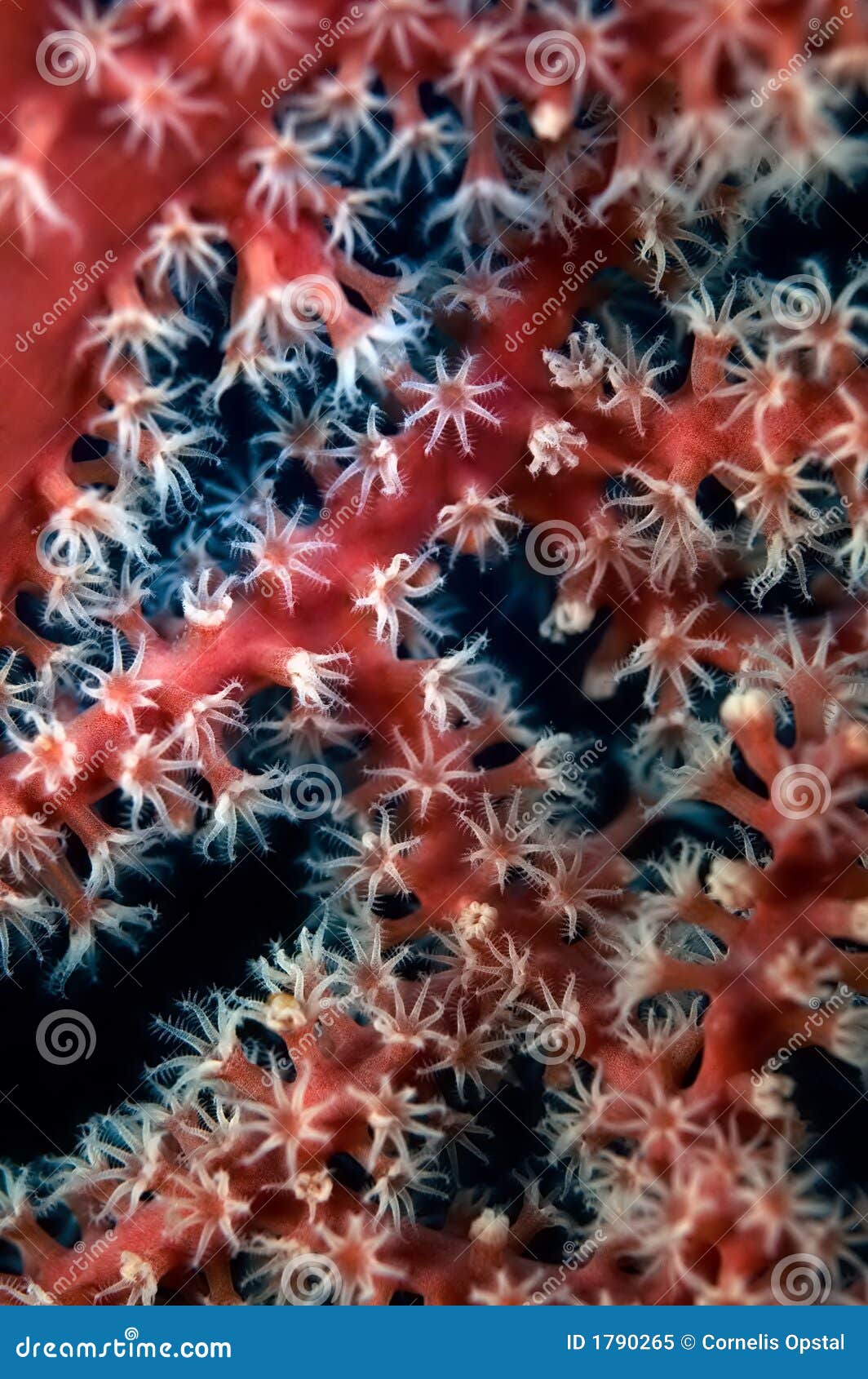 Soft Coral Reefscape Indonesia Sulawesi Stock Image | CartoonDealer.com ...