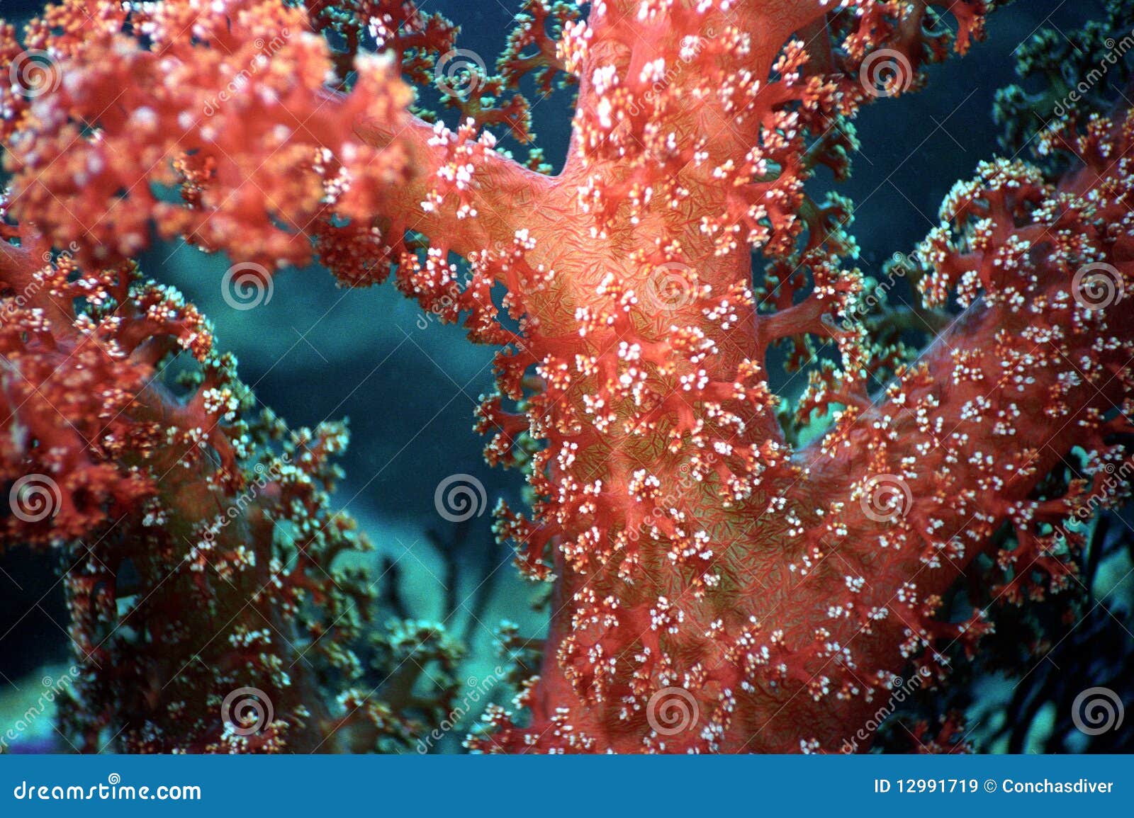 Soft coral detail stock image. Image of east, niugini - 12991719