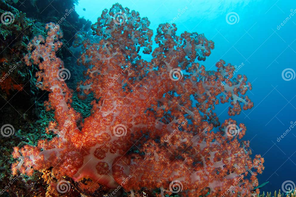 Soft coral - Maratua atoll stock photo. Image of tropical - 21393920