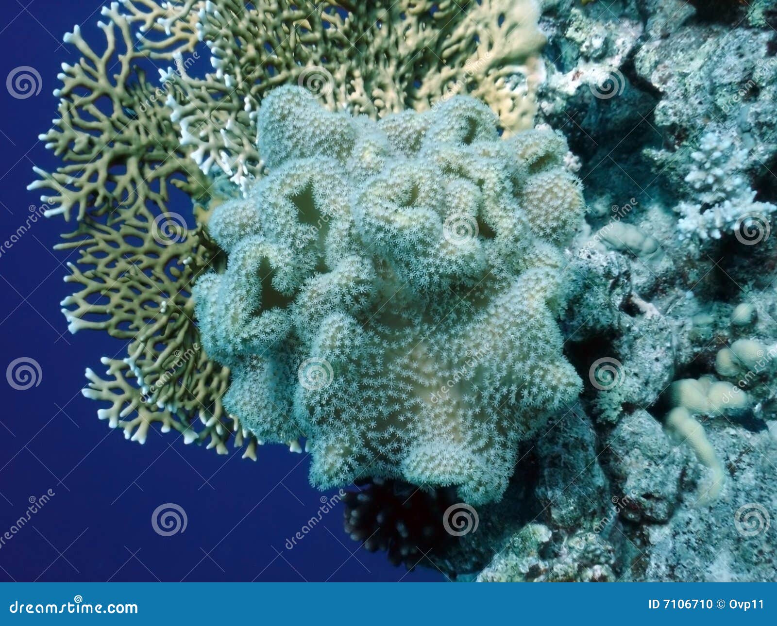 Soft coral polyp stock photo. Image of blue, ingrown, reef - 7106710