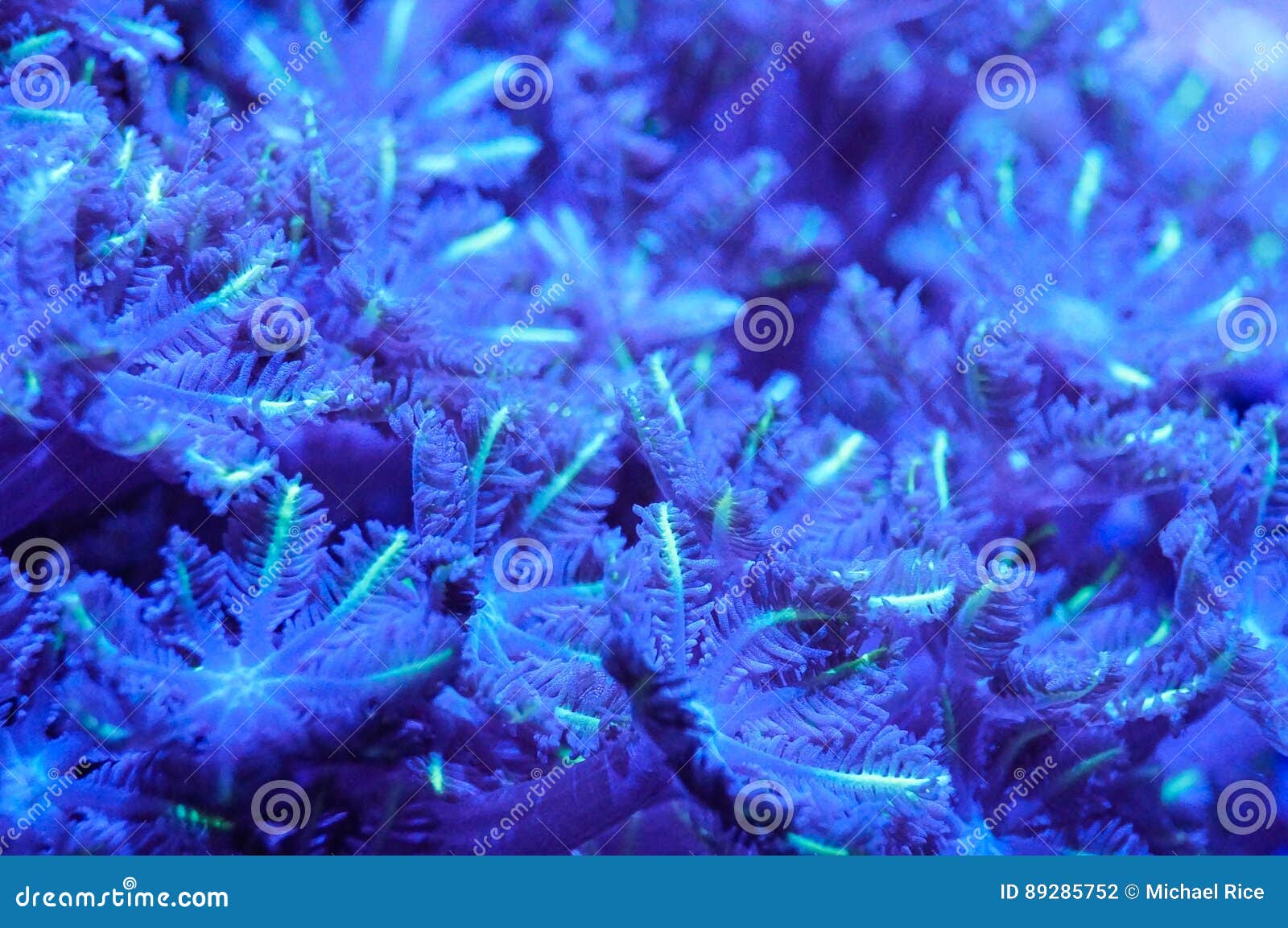 Soft coral polyp stock photo. Image of polyp, soft, abstract - 89285752
