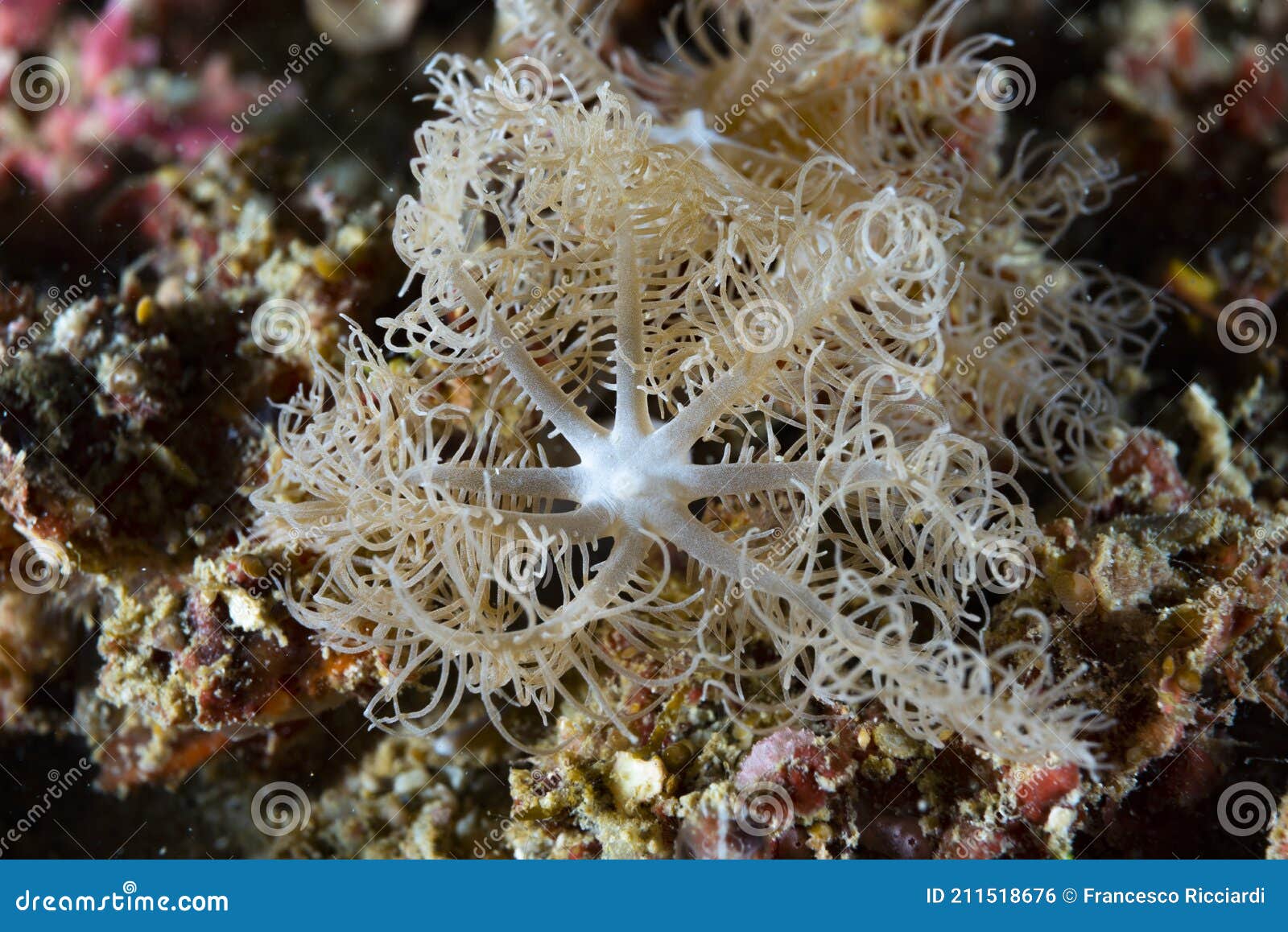 Soft Coral Polyp stock photo. Image of fish, scuba, muck - 211518676